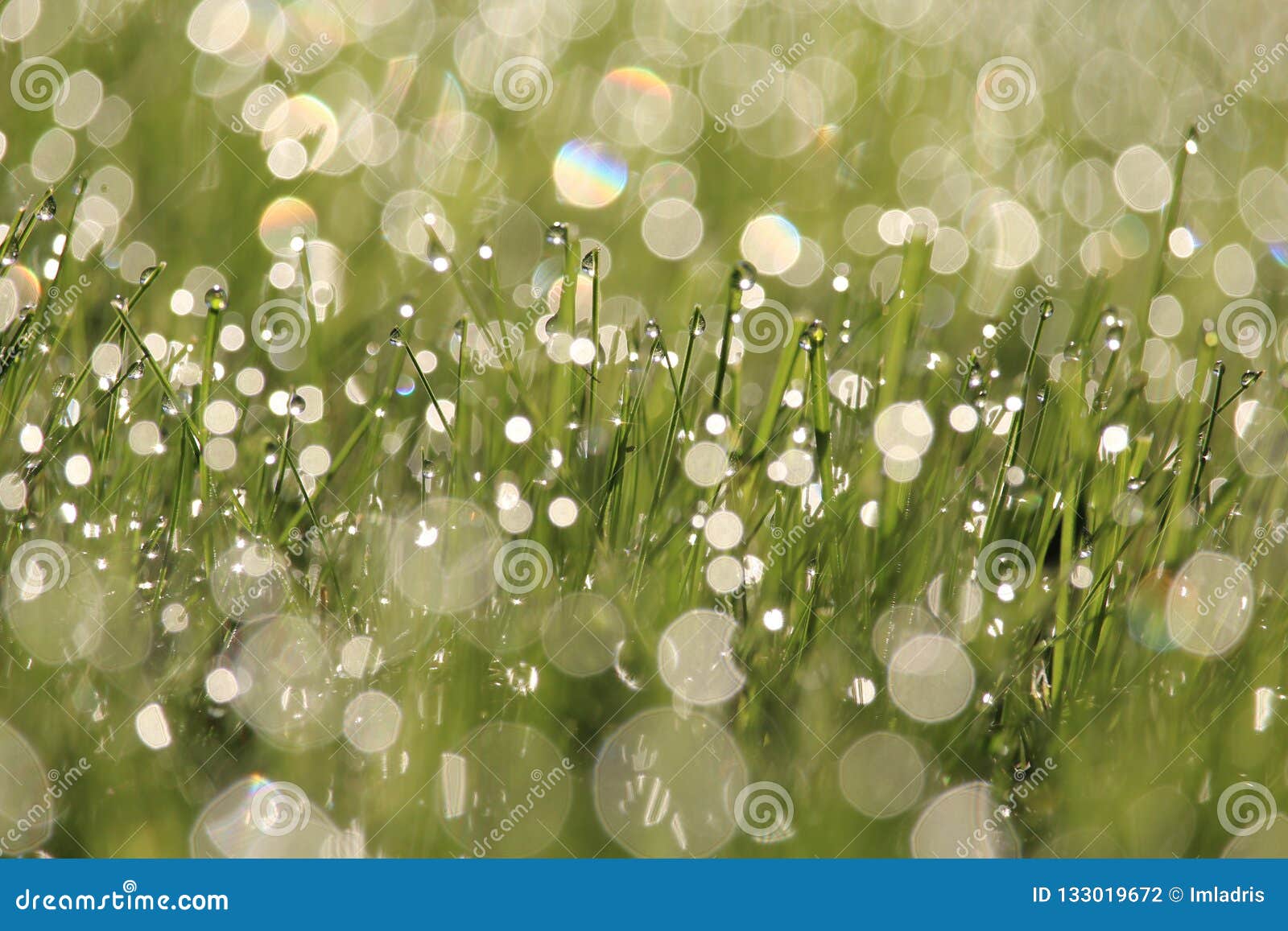 Dew Covered Grass Bokeh Effect Stock Photo - Image of background ...