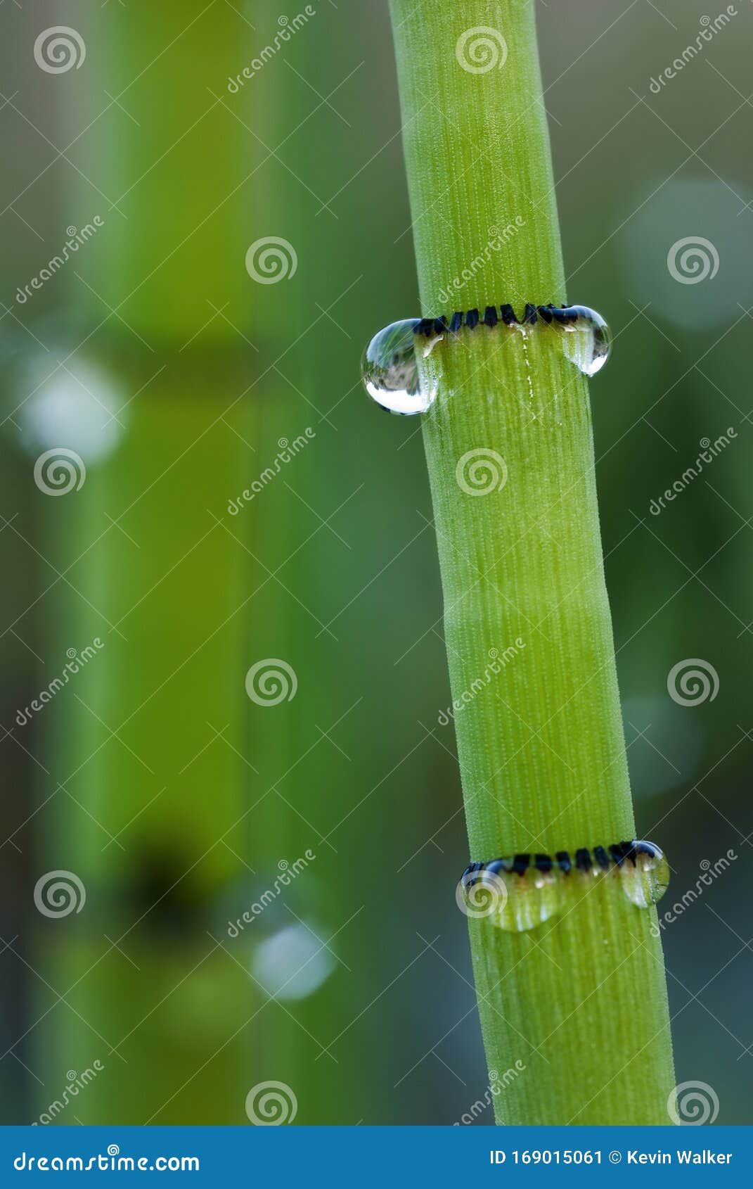Dew Covered Green Segmented Reeds Stock Image - Image of segmented ...
