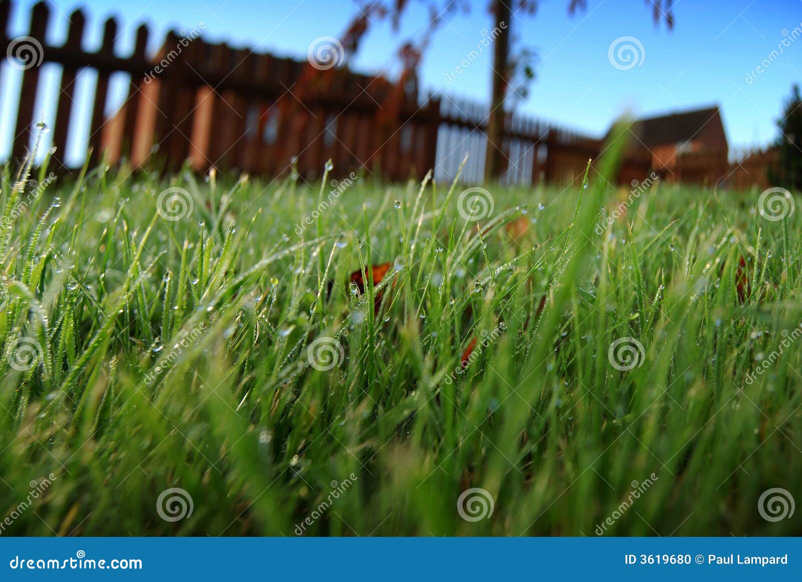 Dew covered lawn stock photo. Image of green, drops, colours - 3619680