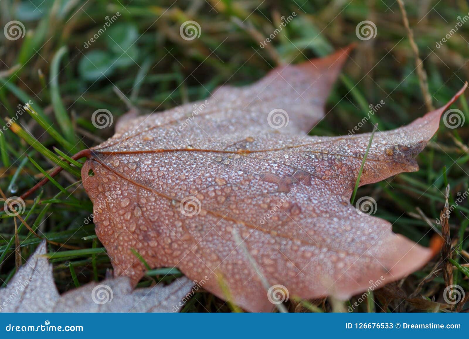 Dew covered fall leaf stock image. Image of water, maple - 126676533