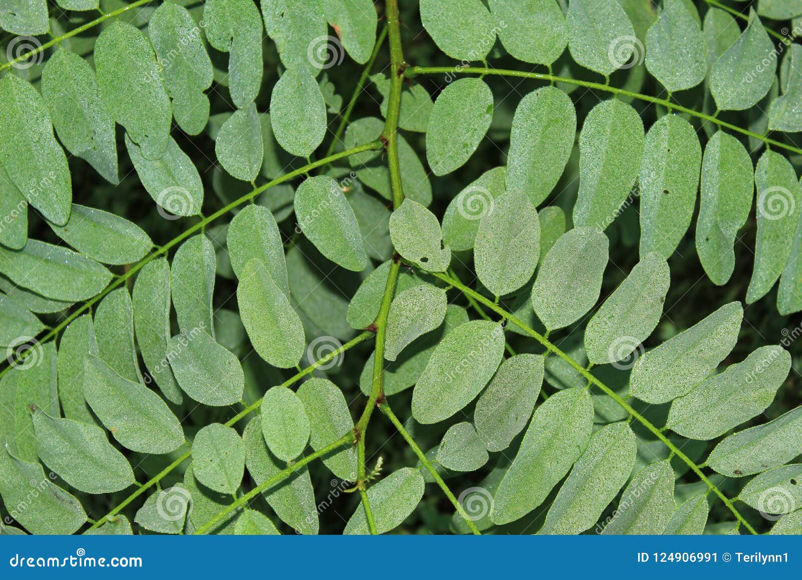 Dew Covered Locust Tree Leaves Stock Image - Image of tree, deciduous ...