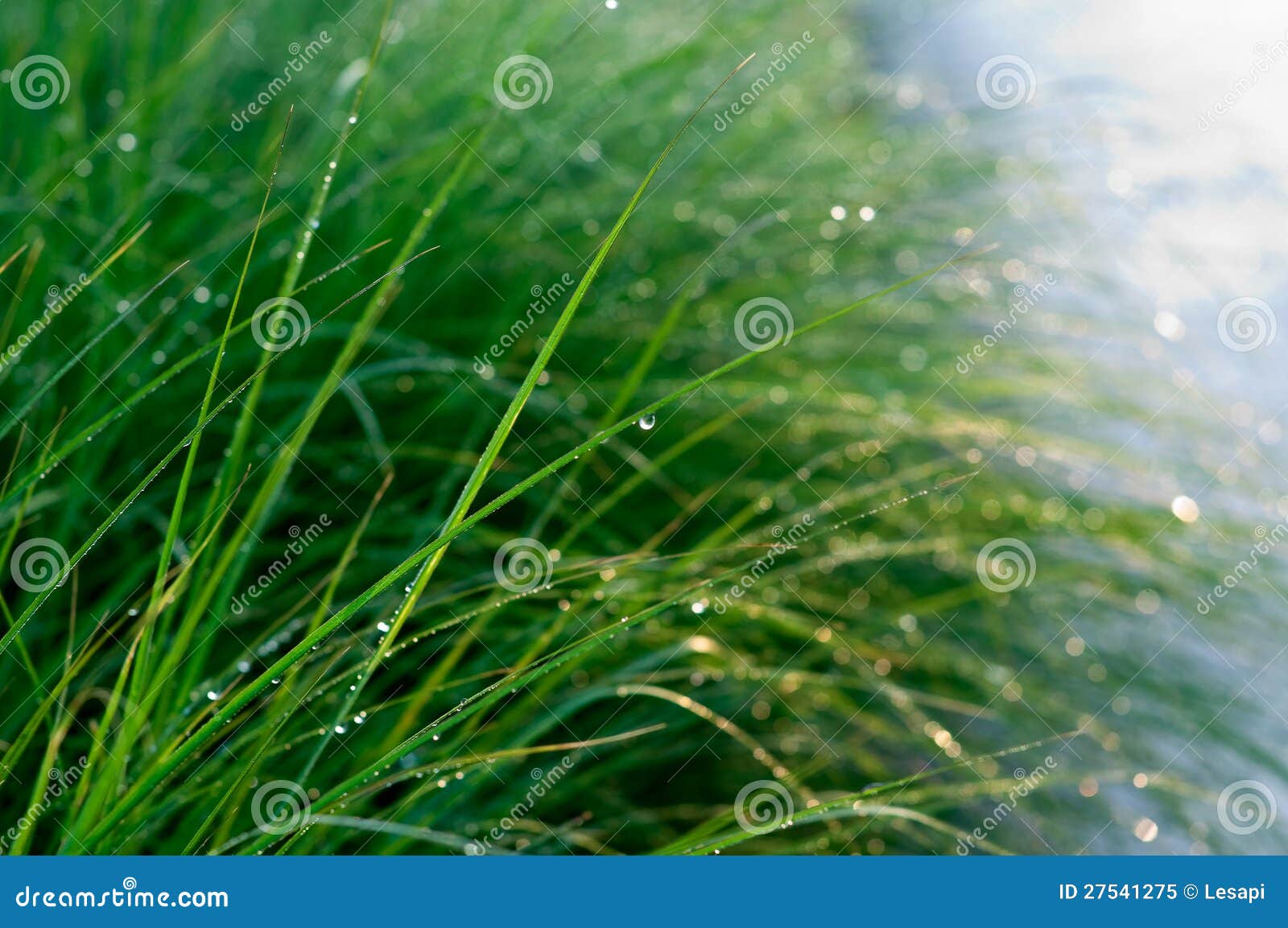 Dew Covered Long Green Grass. Spring. Stock Image - Image of backlit ...