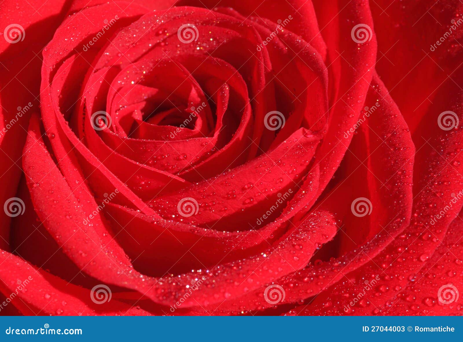 Dew covered red rose stock image. Image of flower, close - 27044003