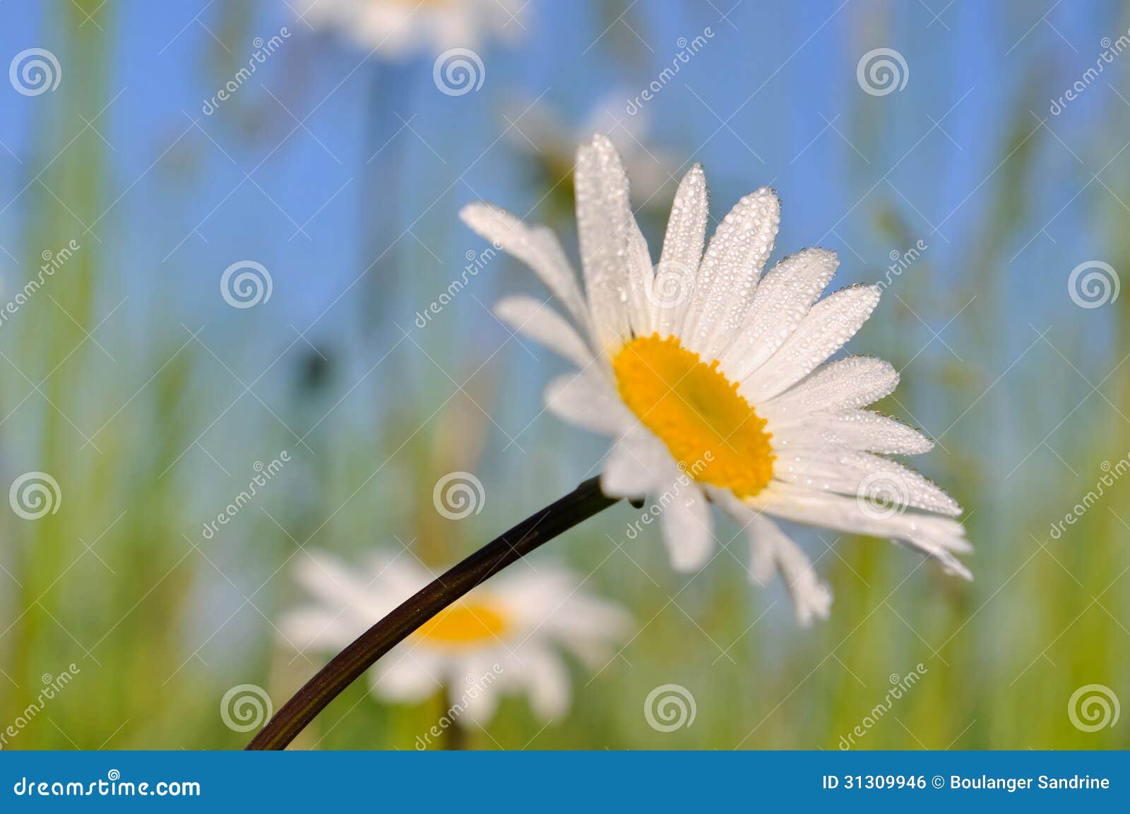 Dew on daisy stock photo. Image of nature, water, petals - 31309946