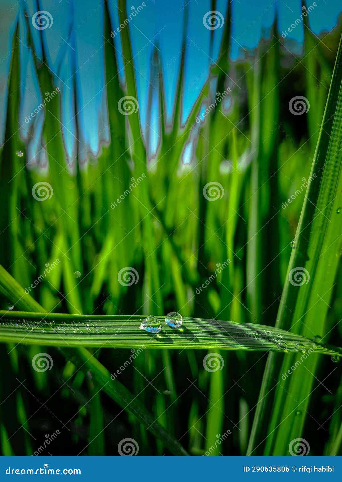 Dew Dripping on the Leaves in the Morning Stock Photo - Image of ...