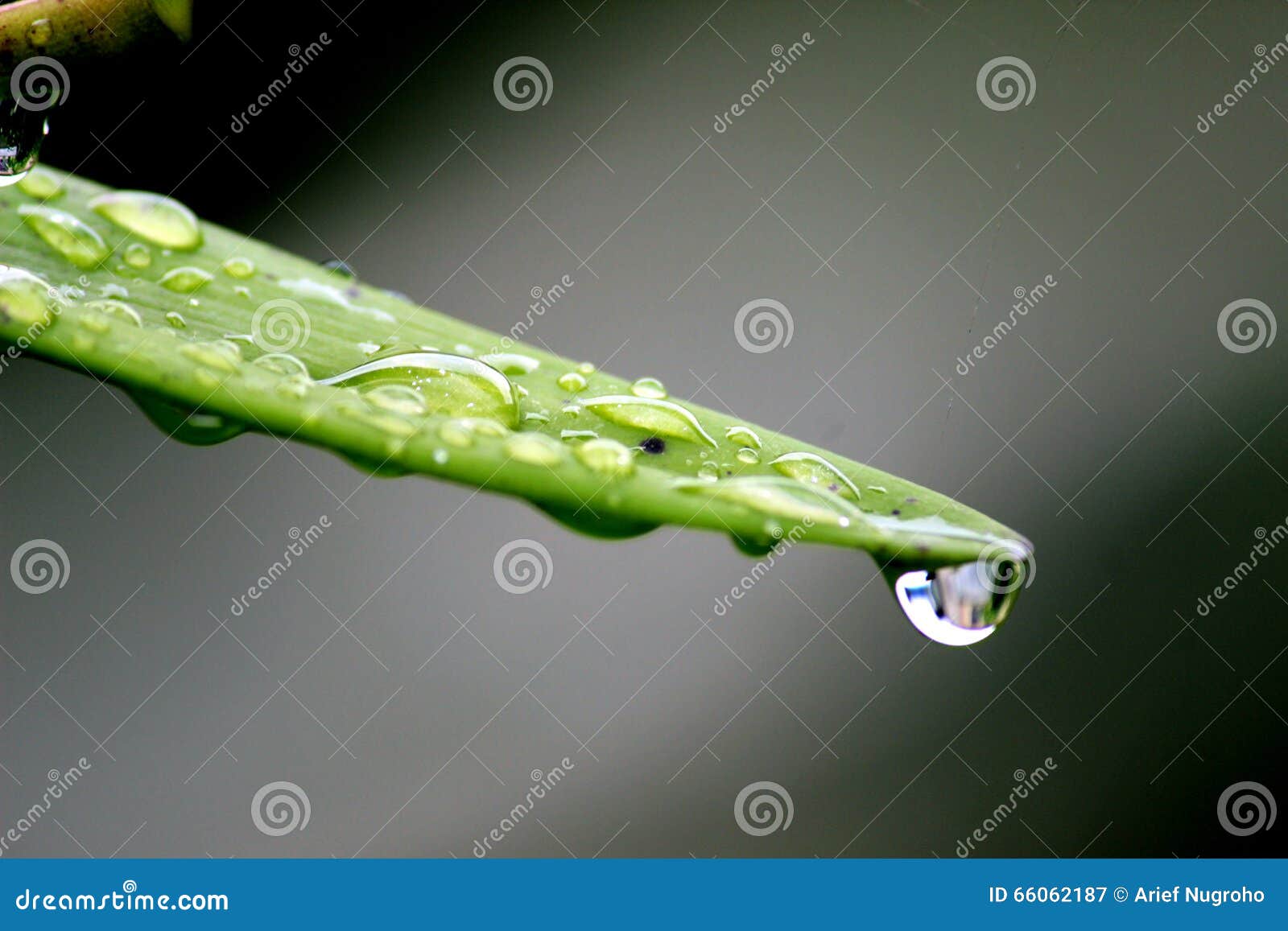 Dew dripping stock image. Image of leaf, morning, leaves - 66062187