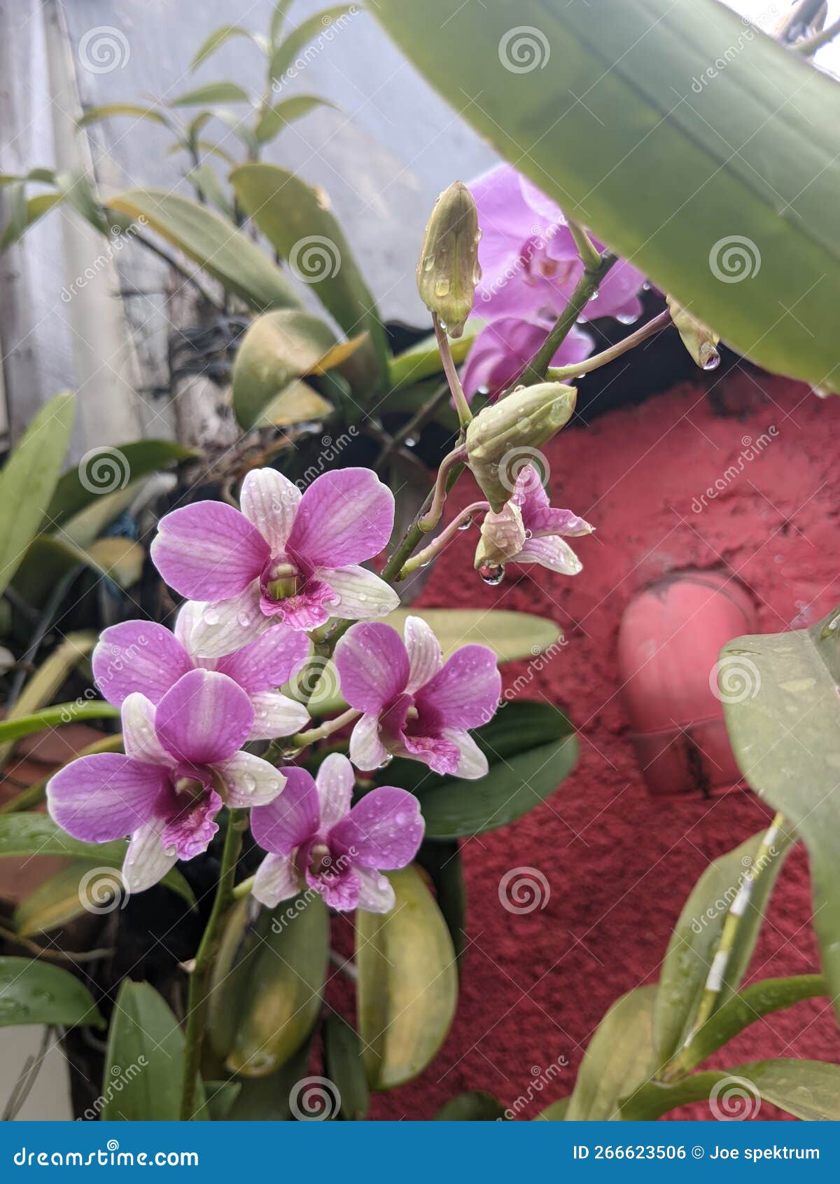 Dew Dripping from an Orchid Flower that Has Bloomed Stock Photo - Image ...