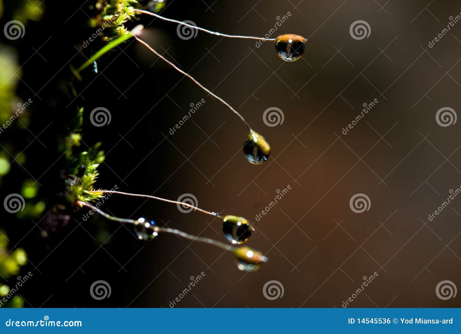 Dew drop stock photo. Image of drop, environment, purity - 14545536