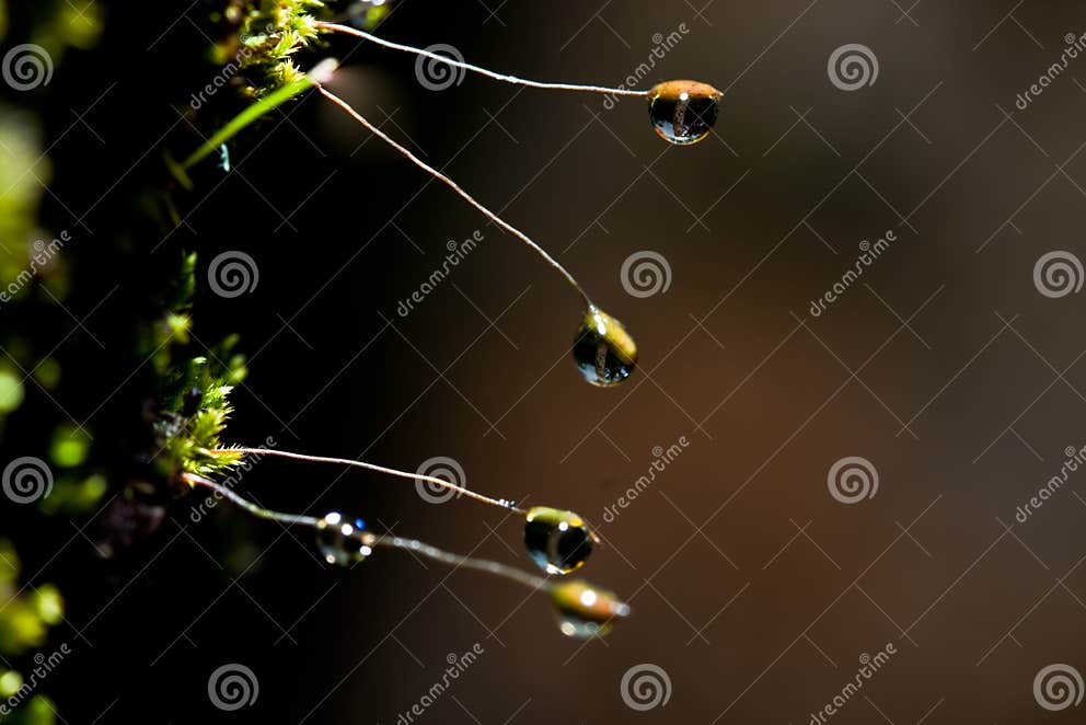 Dew drop stock photo. Image of drop, environment, purity - 14545536