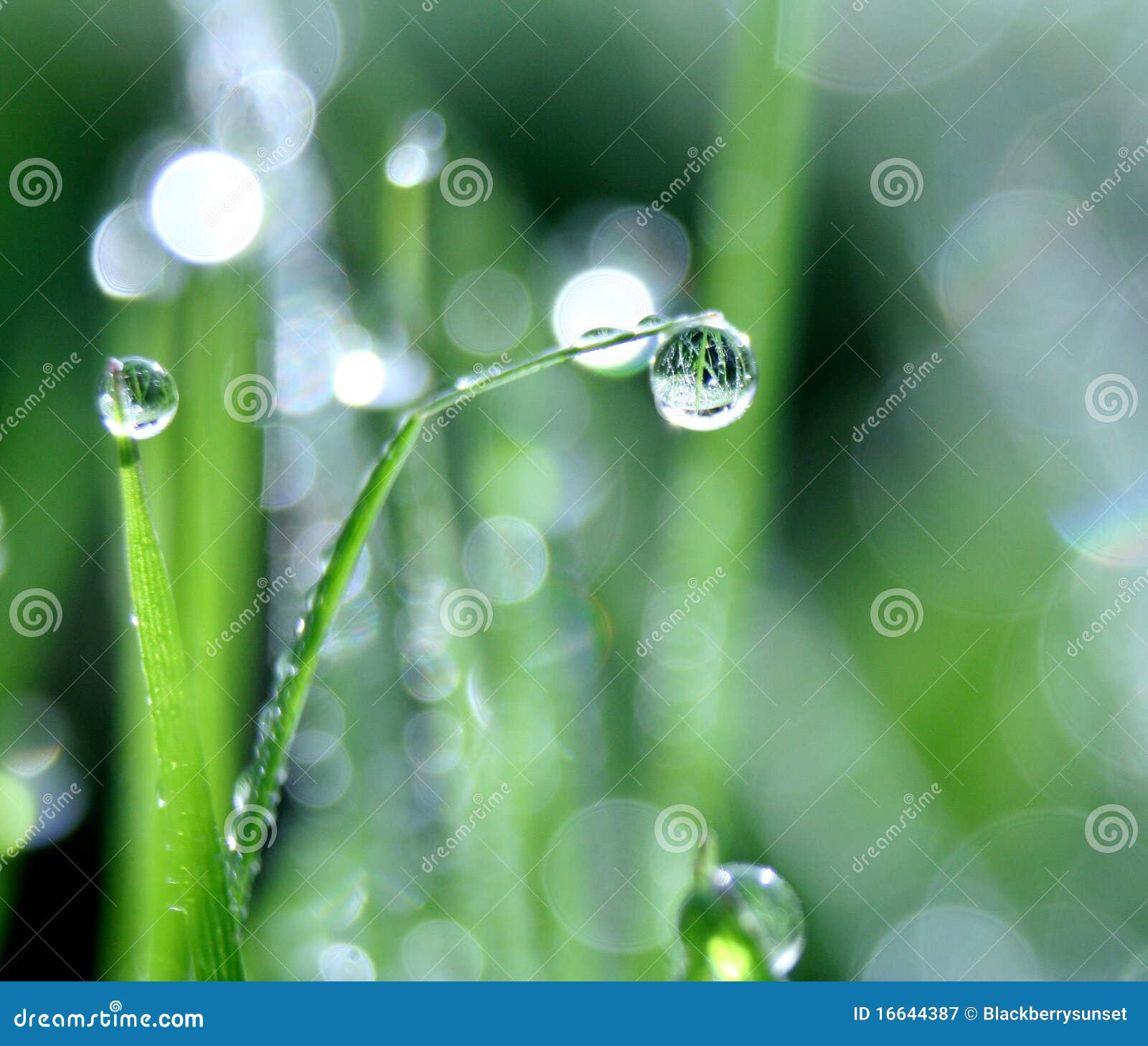 Dew drop stock image. Image of pure, lawn, drop, field - 16644387