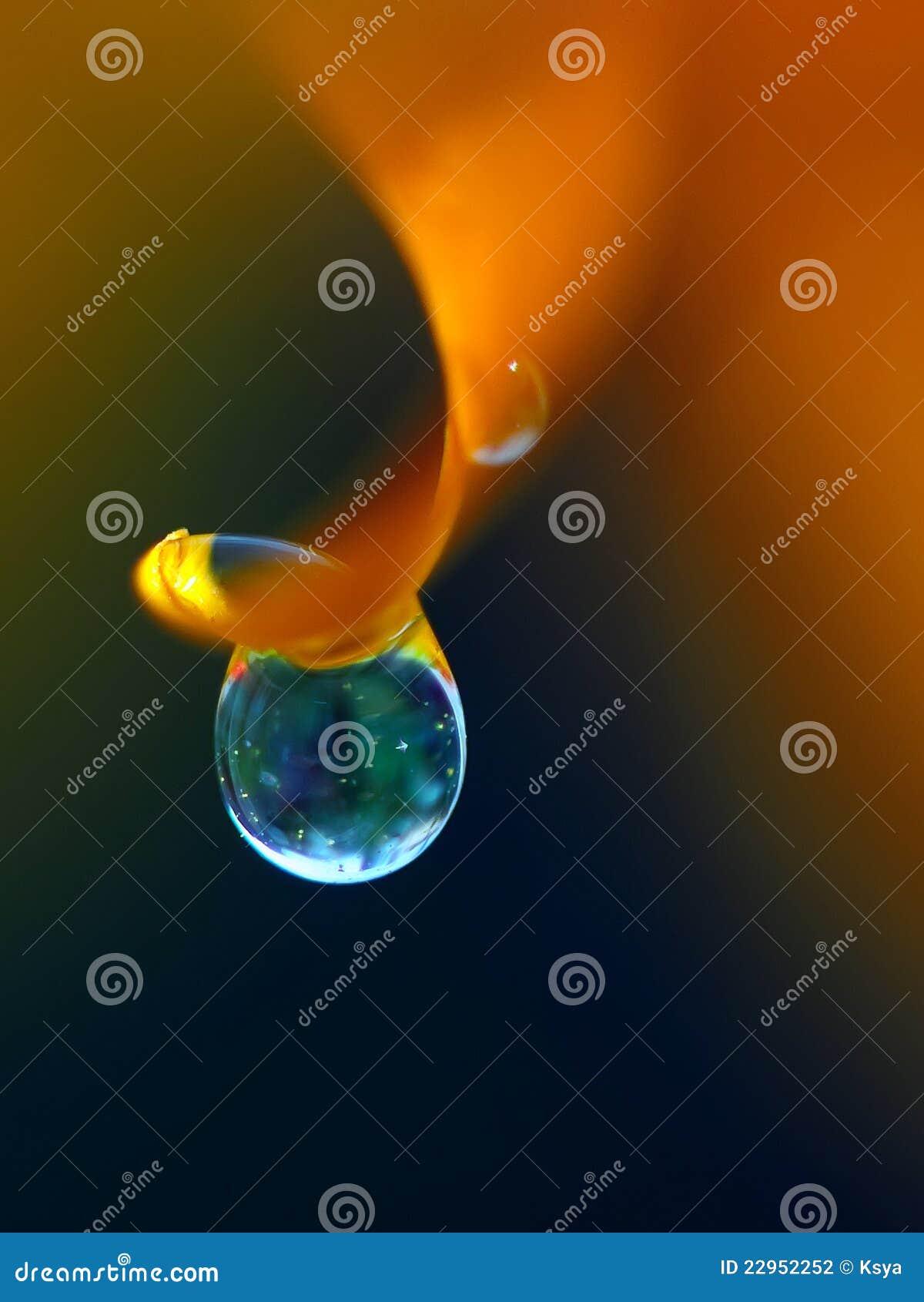 Dew drop stock photo. Image of background, transparent - 22952252