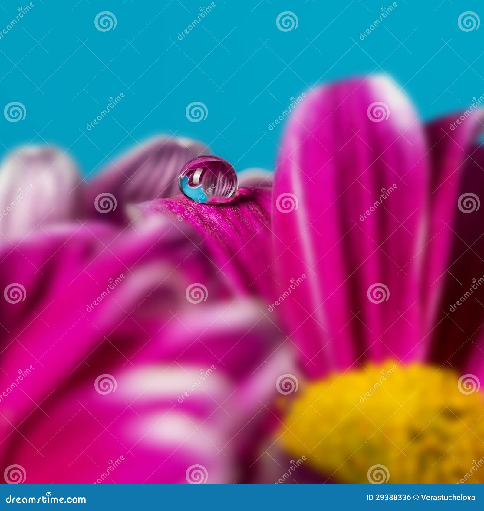 Dew drop stock photo. Image of beauty, garden, decoration - 29388336