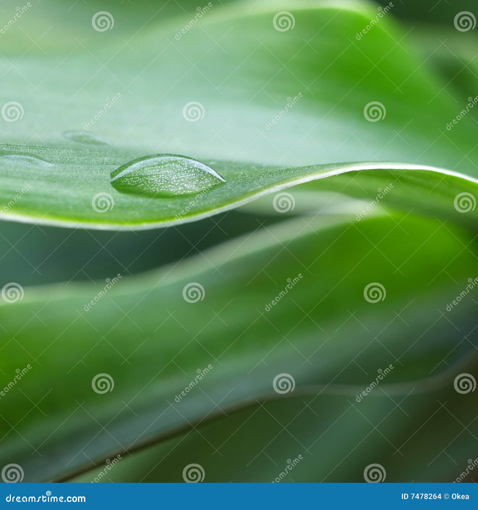 Dew drop stock photo. Image of leaf, rain, water, nature - 7478264