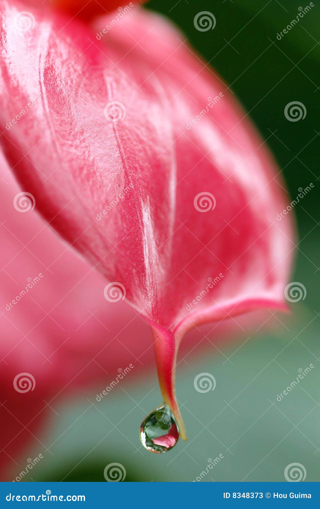 Dew drop stock image. Image of flora, colour, clean, foliage - 8348373