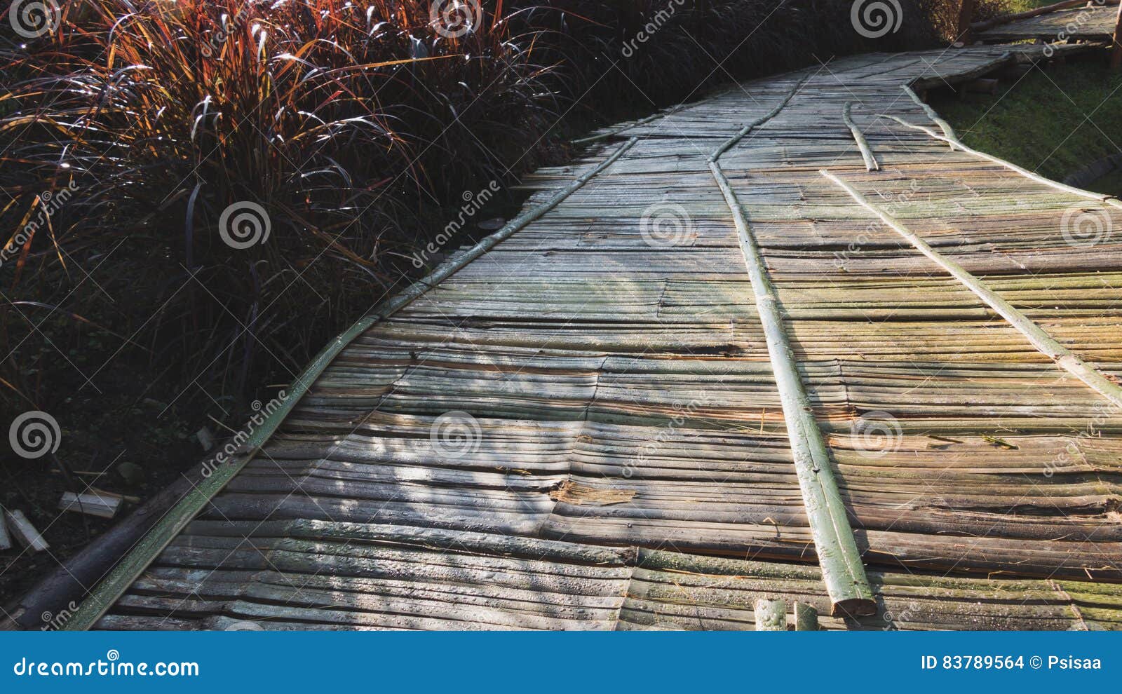 Dew Drop on Bamboo Walkway Path Stock Photo - Image of wooden ...