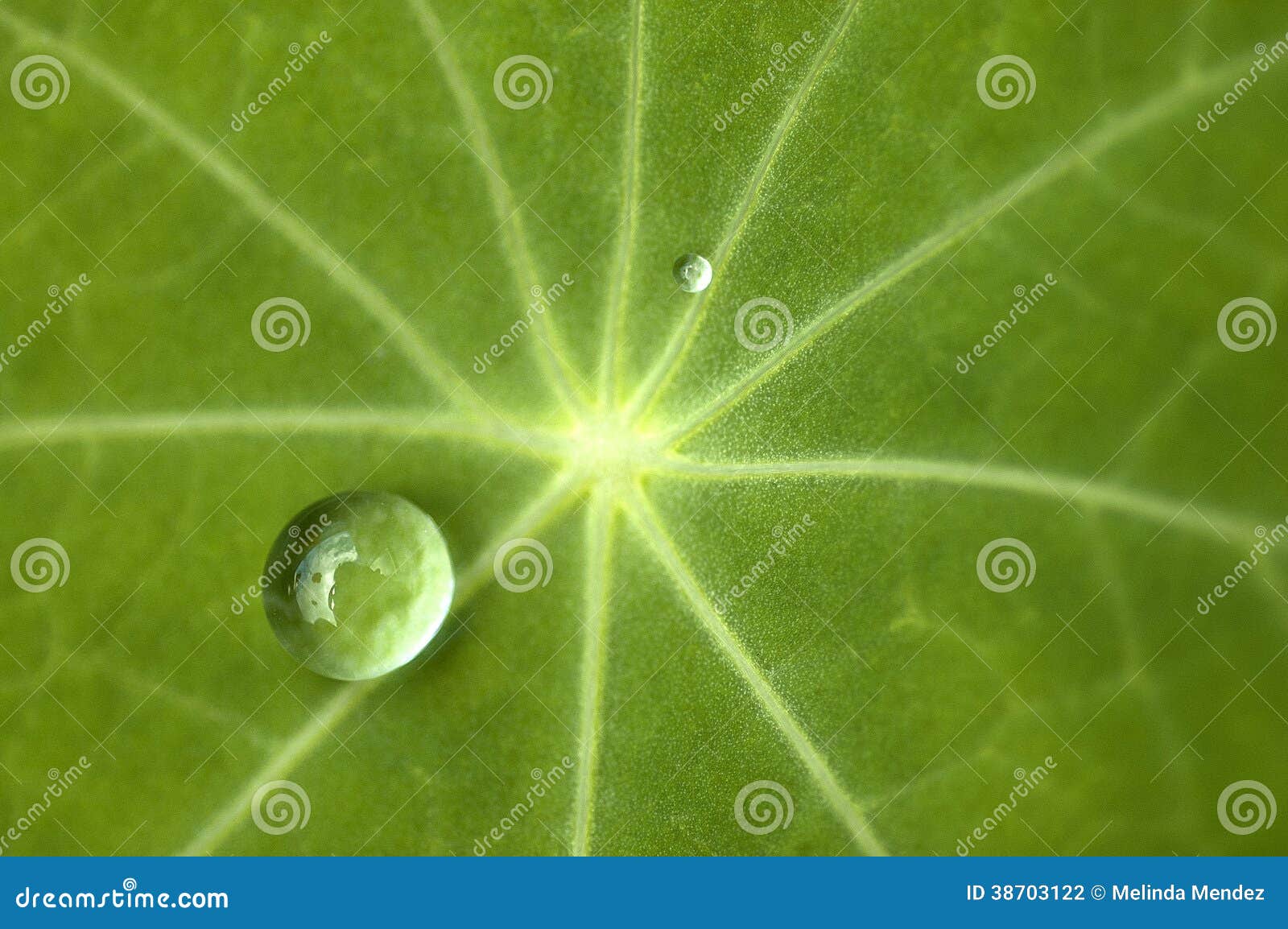 Dew drop stock photo. Image of macro, leaf, structure - 38703122