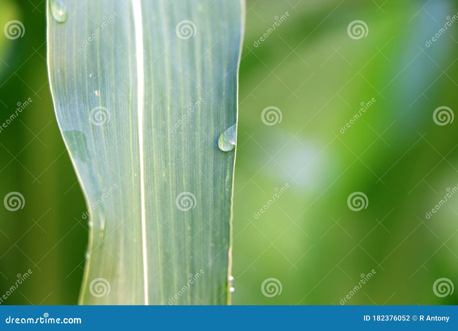 Dew Drop on a Corn Plant Leaves Stock Photo - Image of flower, drop ...
