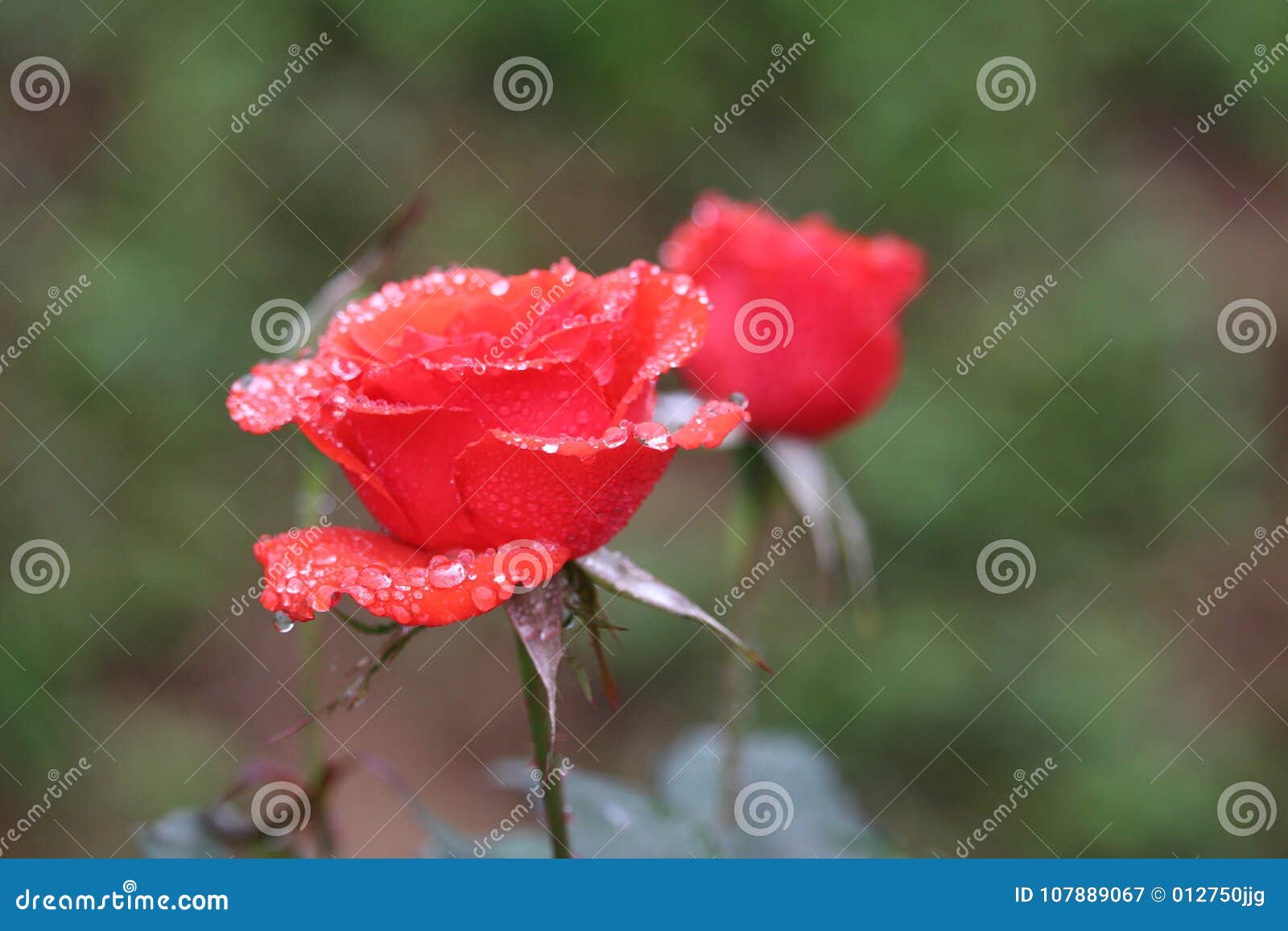 Dew drop covered red rose stock image. Image of drops - 107889067