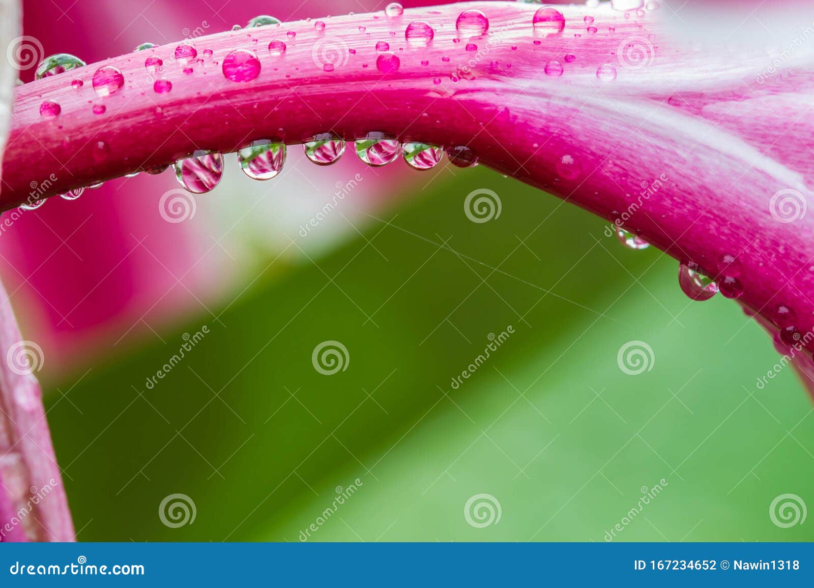 Dew drop on Crinum Lily stock photo. Image of nature - 167234652