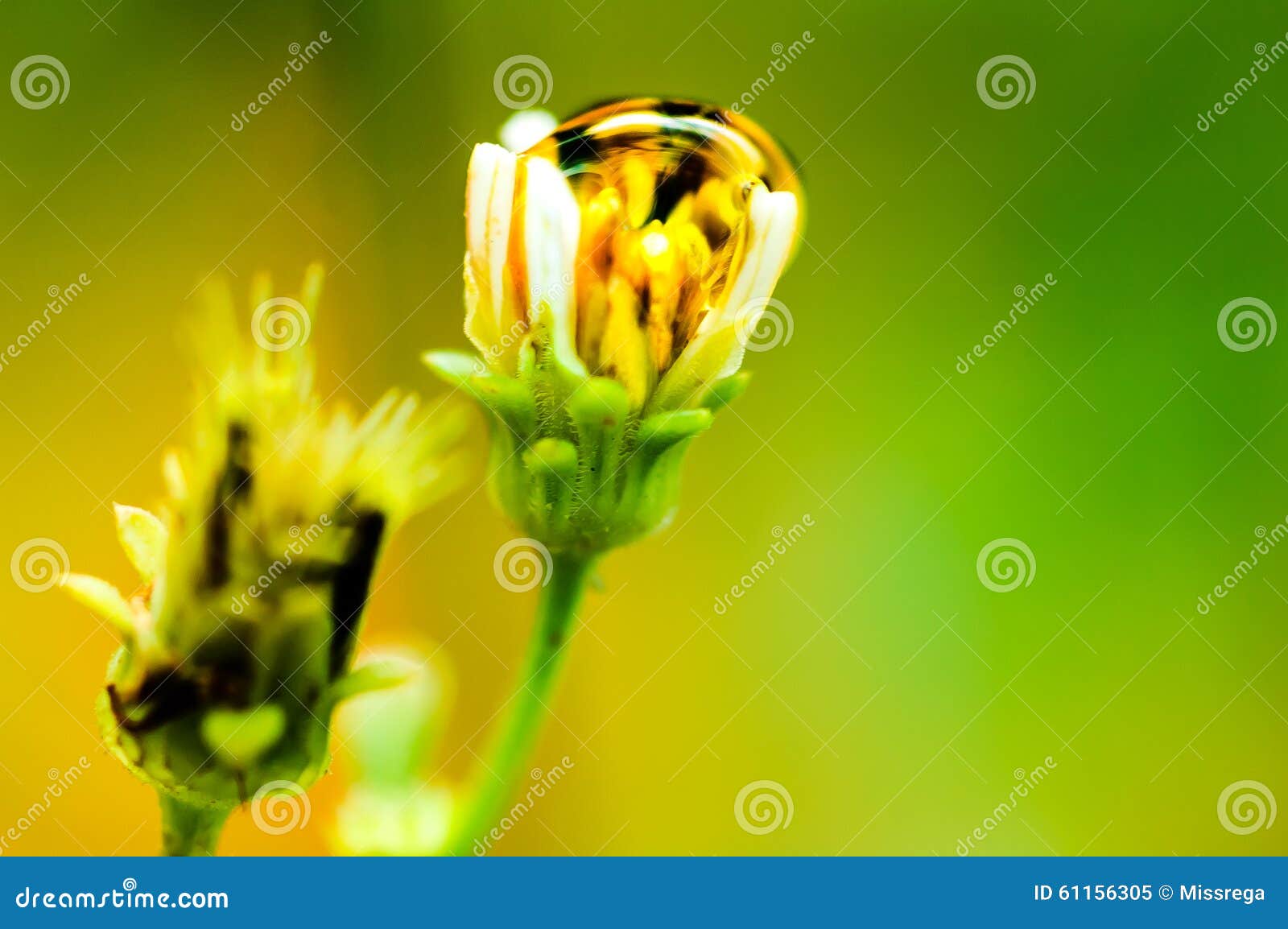 The Dew Drop on the Daisy Pollen Stock Image - Image of garden, drops ...