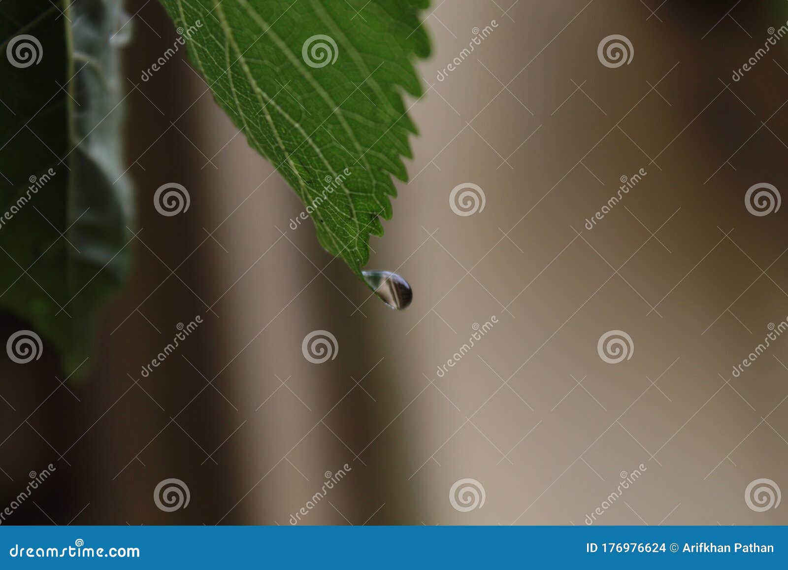 Dew Drop Falling Down Green Leaf Stock Photo - Image of drop, leaf ...