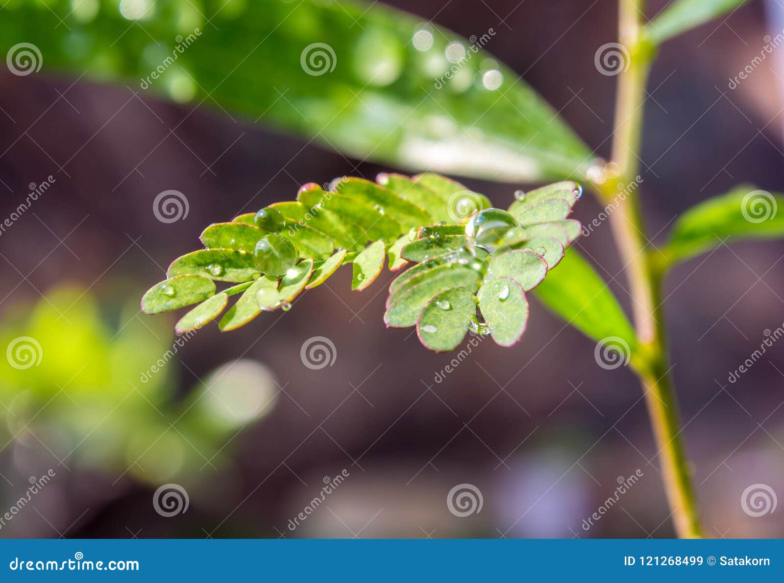 Simple Type Leaf and Pinnately Compound Type Leaf on the Same Tr Stock ...