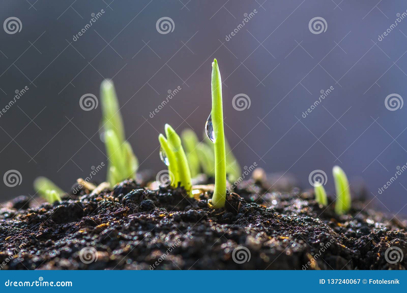 Wheatgrass Roots Soil Stock Photos - Free & Royalty-Free Stock Photos ...