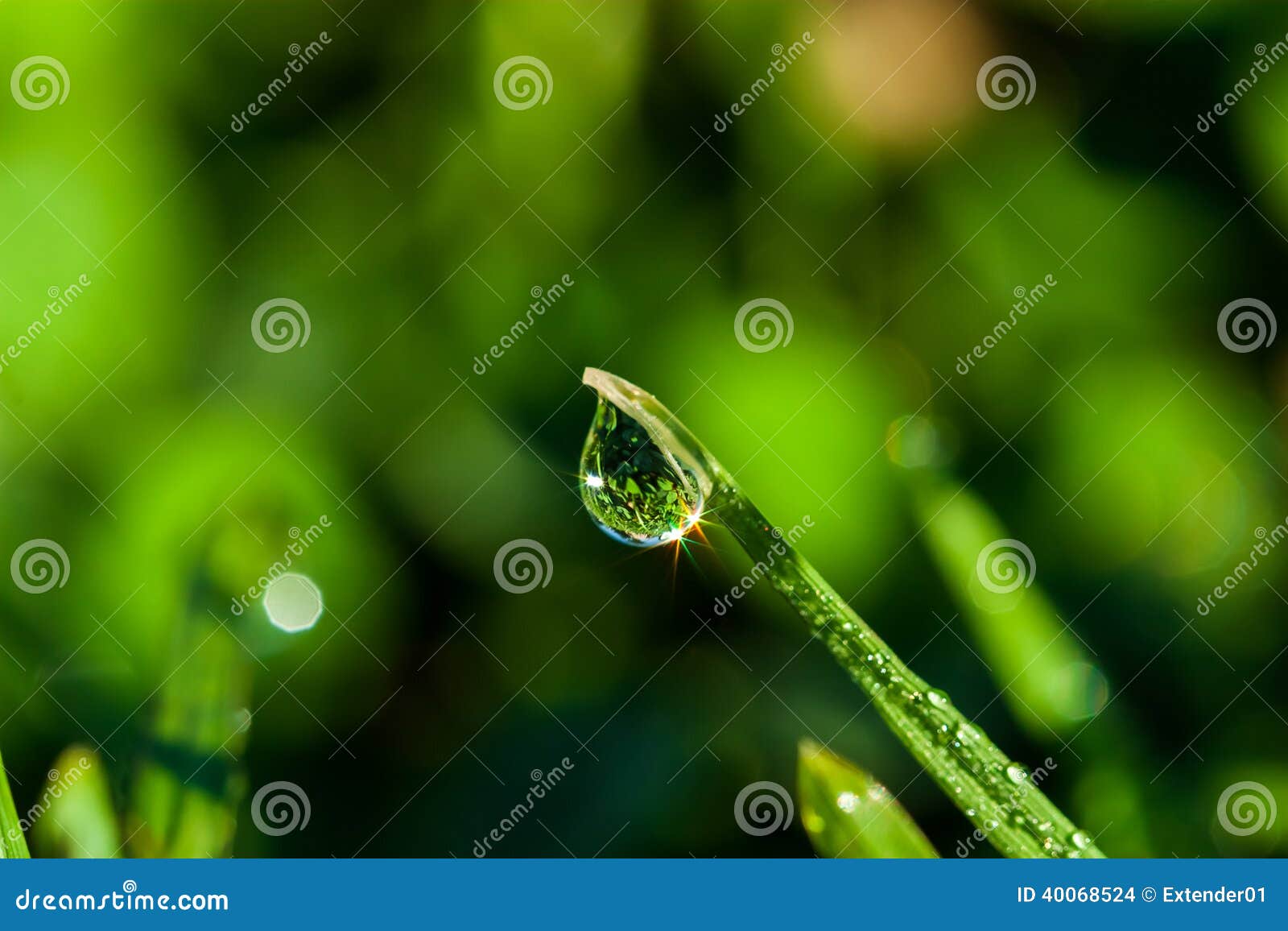 Dew Drop on Grass Beautiful Reflection Stock Photo - Image of droplet ...