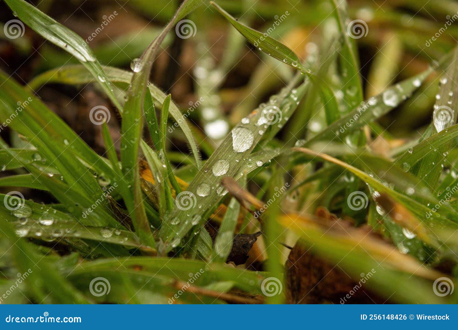 Dew Drop on a Grass in the Forest Stock Photo - Image of leaf, raindrop ...