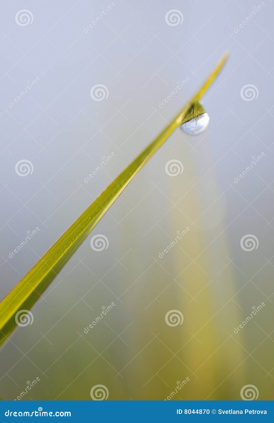 Dew Drop on the Grass with Turn Over Reflection Stock Photo - Image of ...