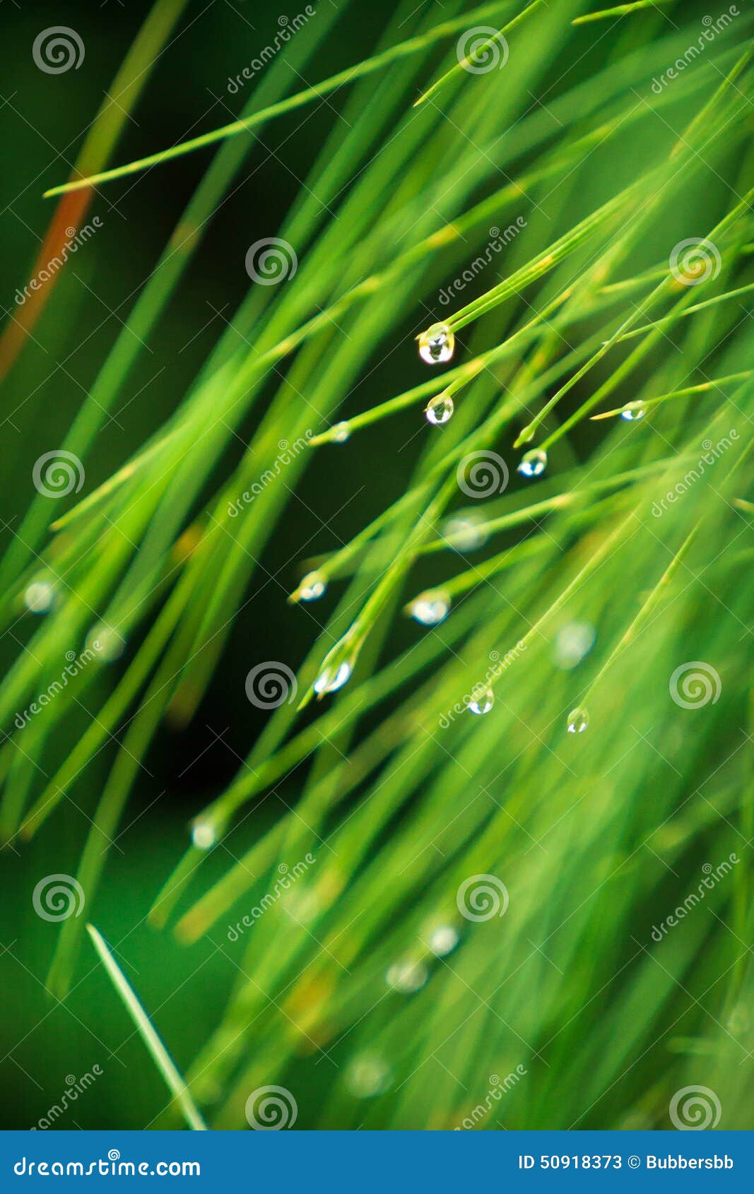 Dew drop stock image. Image of morning, grass, drop, green - 50918373