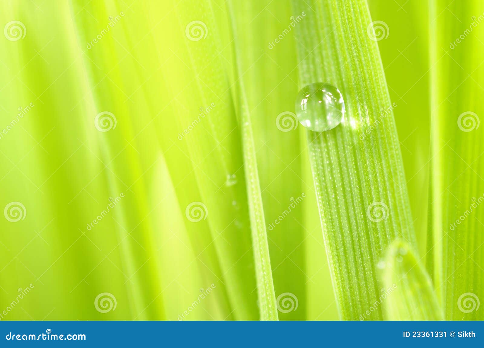 Dew Drop on Green Grass Macro Stock Image - Image of botanical, lush ...