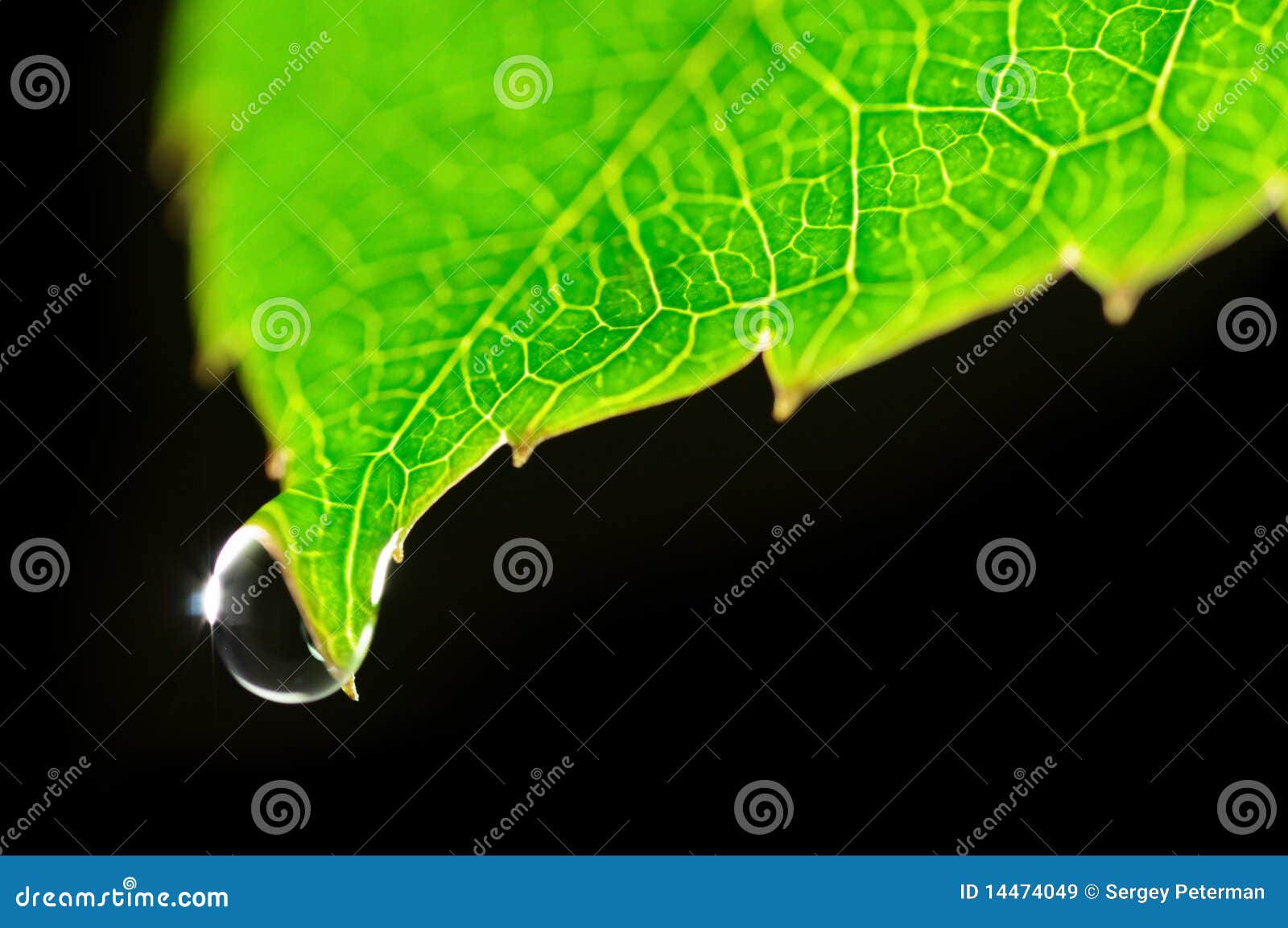 Dew drop on green leaf stock image. Image of macro, fall - 14474049