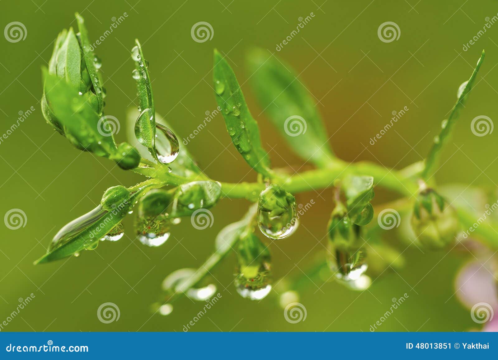 Dew Drop on Green Leaf in the Garden Stock Image - Image of lawn ...
