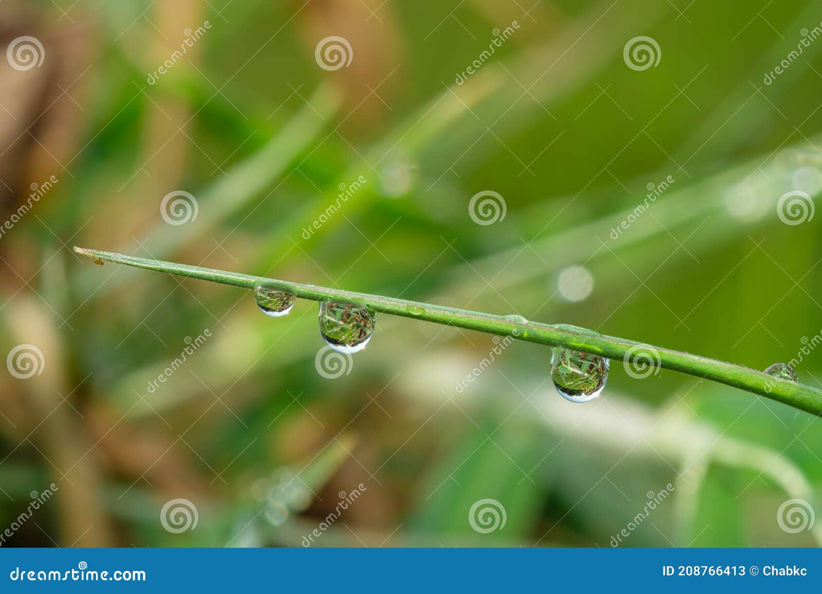Dew drop on green leaf . stock image. Image of raindrop - 208766413