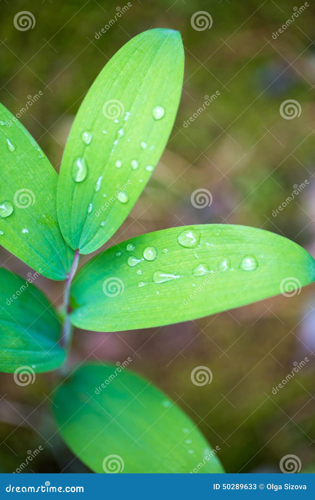 Dew drop on green leaf stock image. Image of meadow, color - 50289633