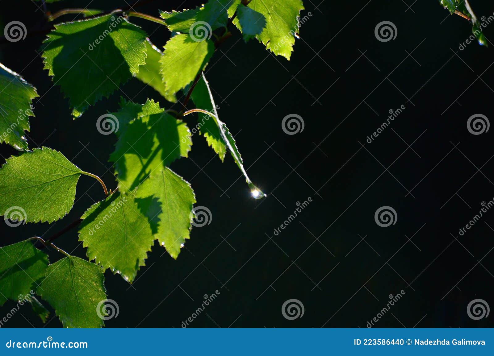 A Dew Drop Hangs on the Tip of a Green Birch Leaf. the Sun is Reflected ...