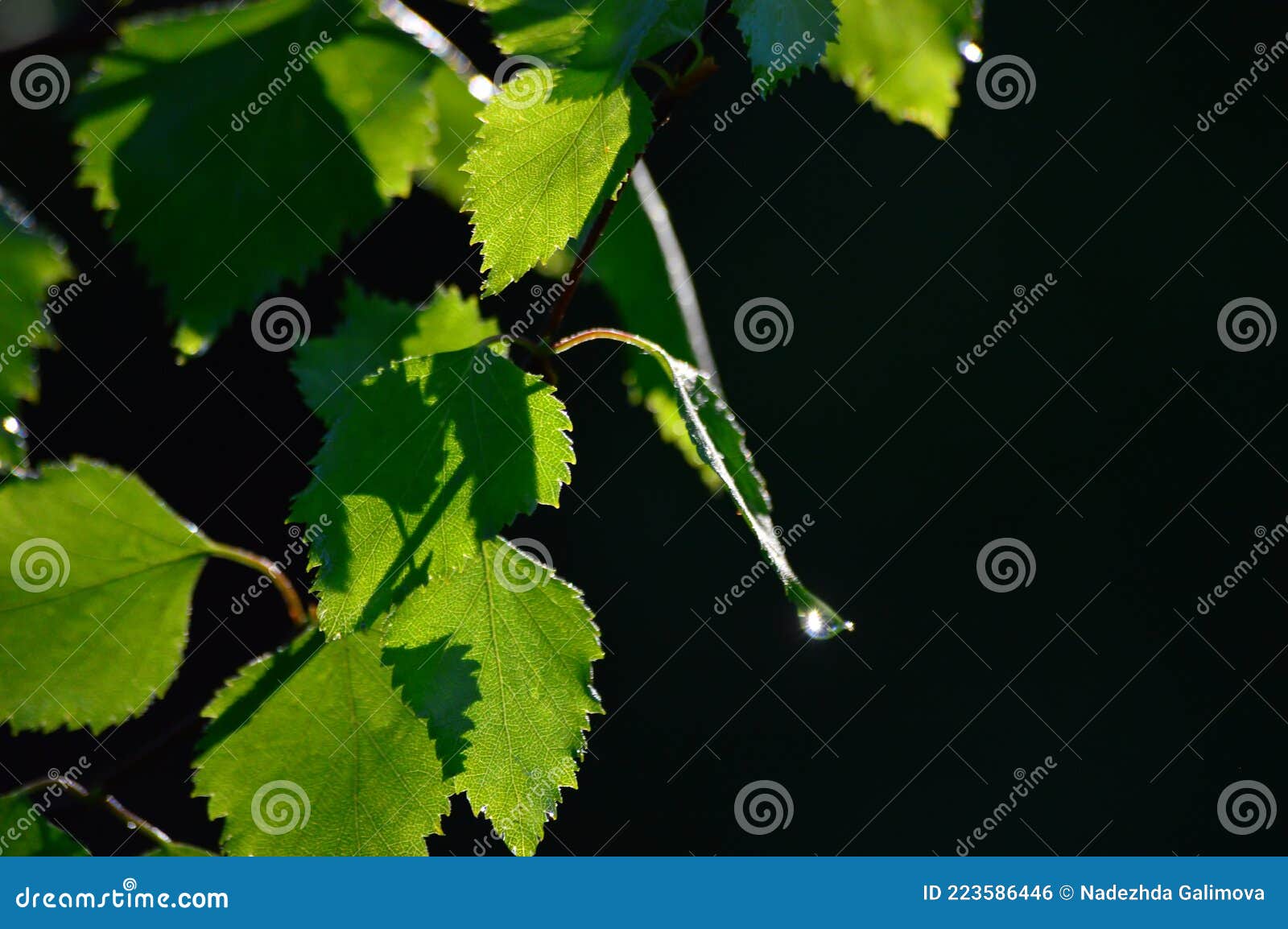 A Dew Drop Hangs on the Tip of a Green Birch Leaf. the Sun is Reflected ...