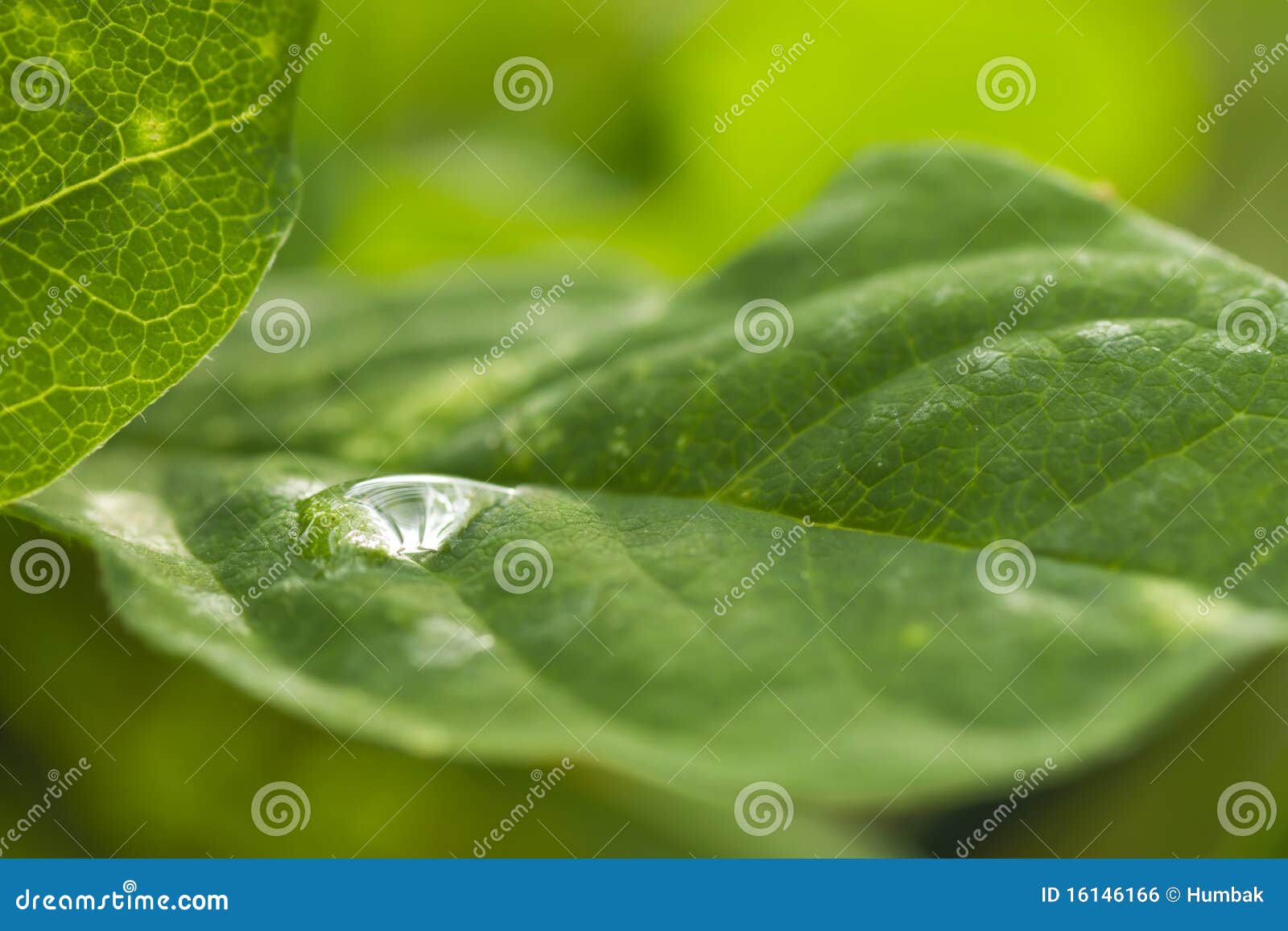 Dew drop on leaf stock photo. Image of macro, green, plant - 16146166
