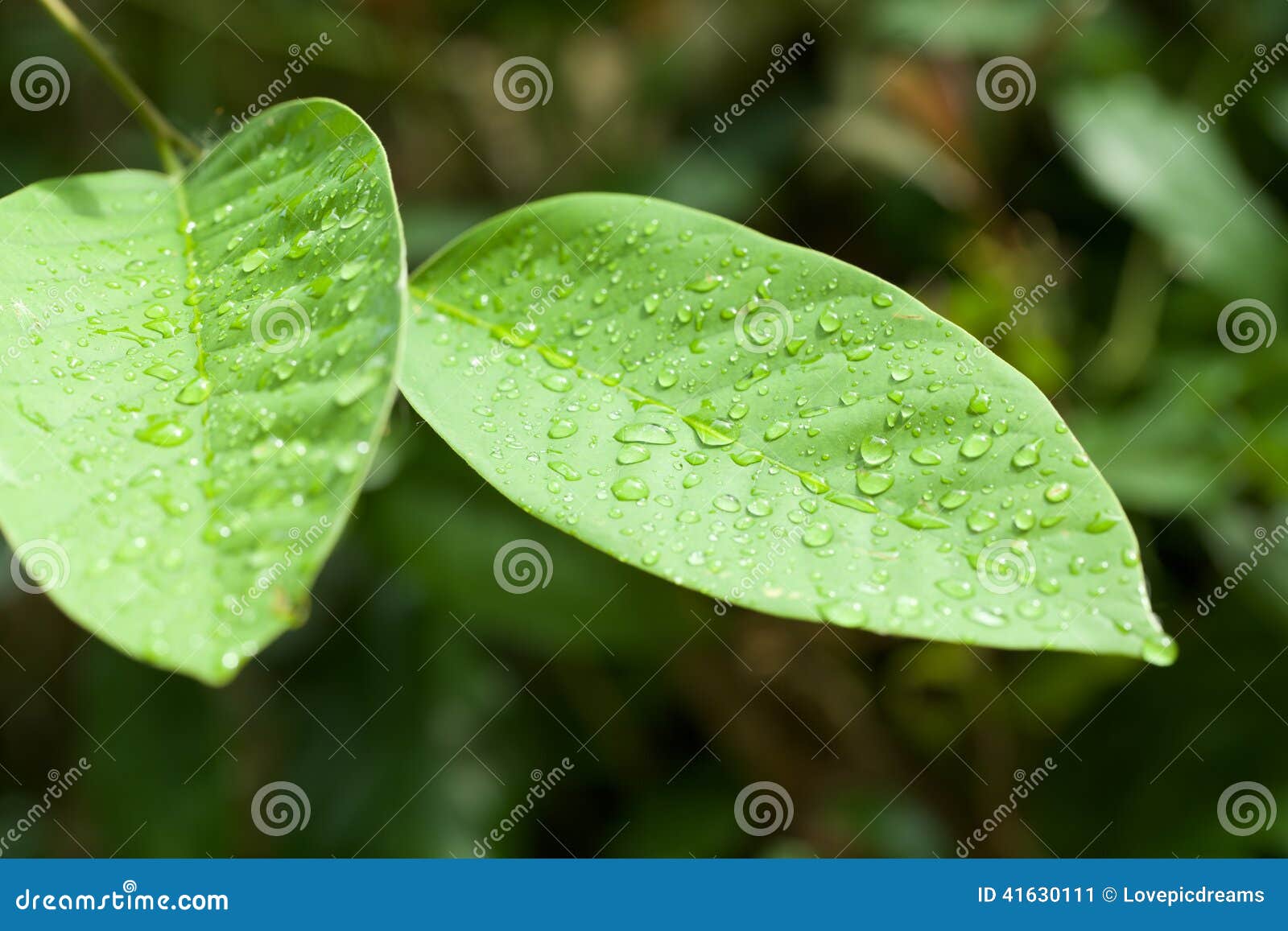 Dew drop on leaf stock image. Image of floral, beautiful - 41630111