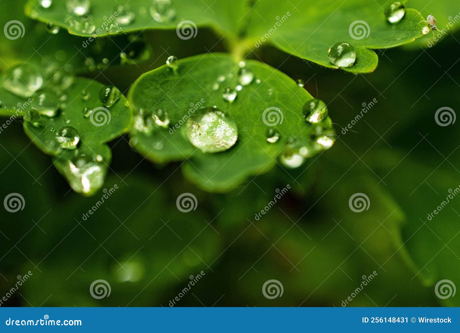 Dew Drop on a Leaf in the Forest Stock Image - Image of color, water ...