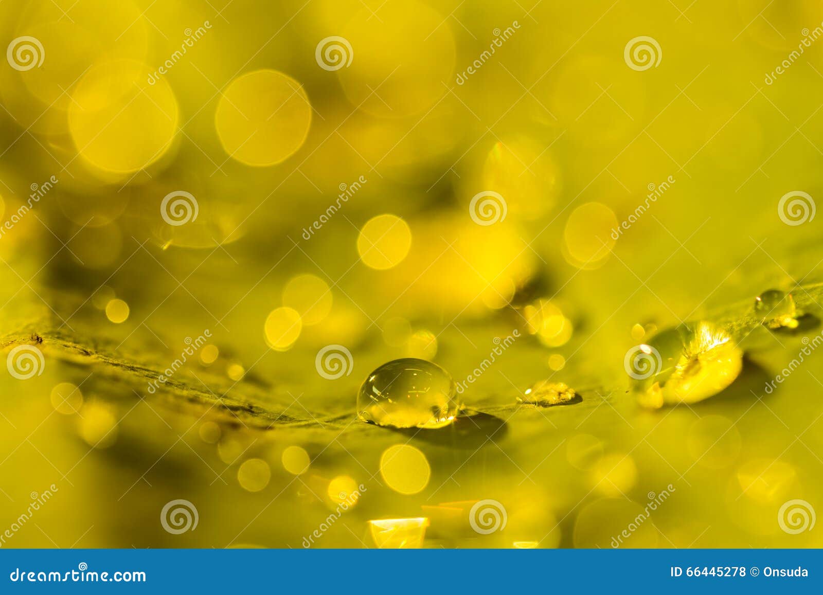 Dew drop on leaf stock photo. Image of shape, lotus, nature - 66445278