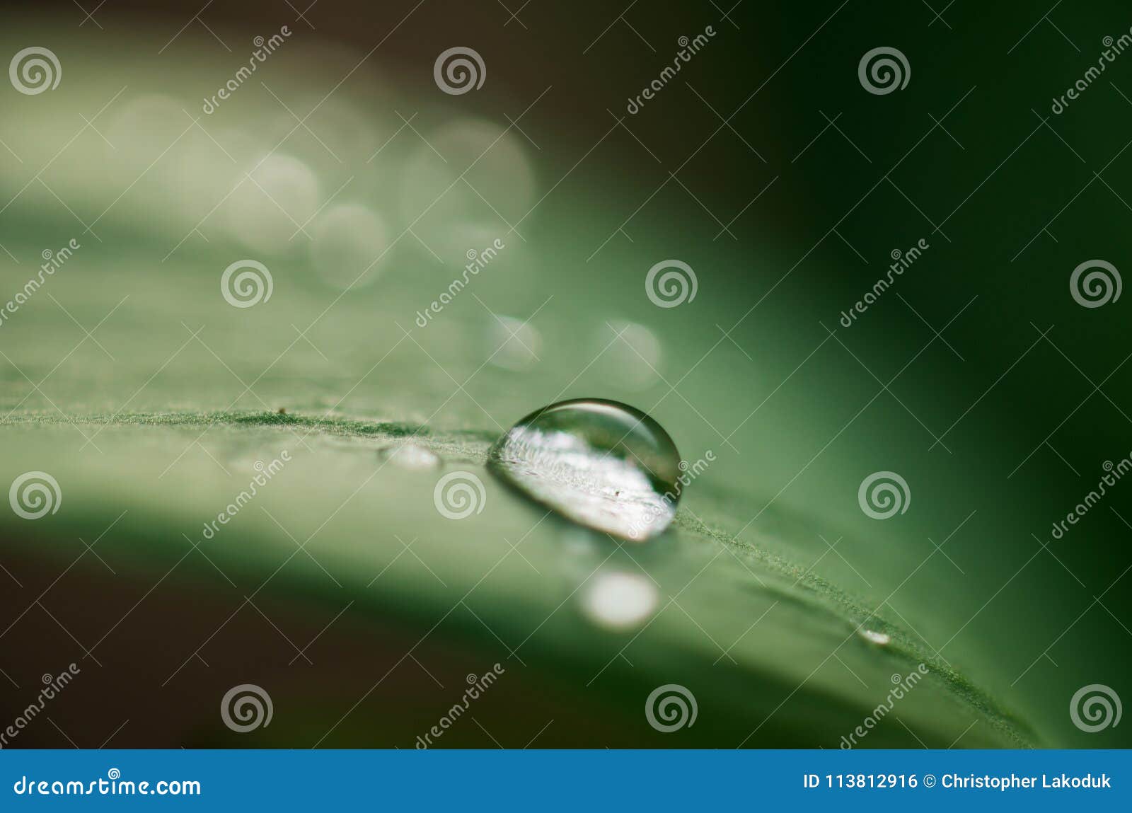 Dew Drop on a Leaf stock photo. Image of oval, leaf - 113812916