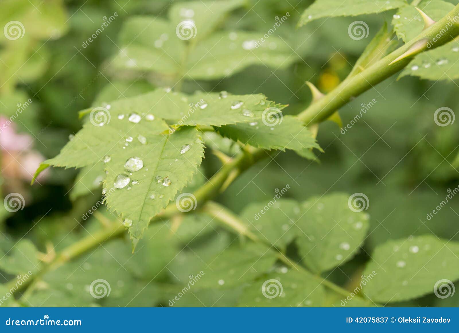 Dew_drop_leaf_rose stock image. Image of backgrounds - 42075837