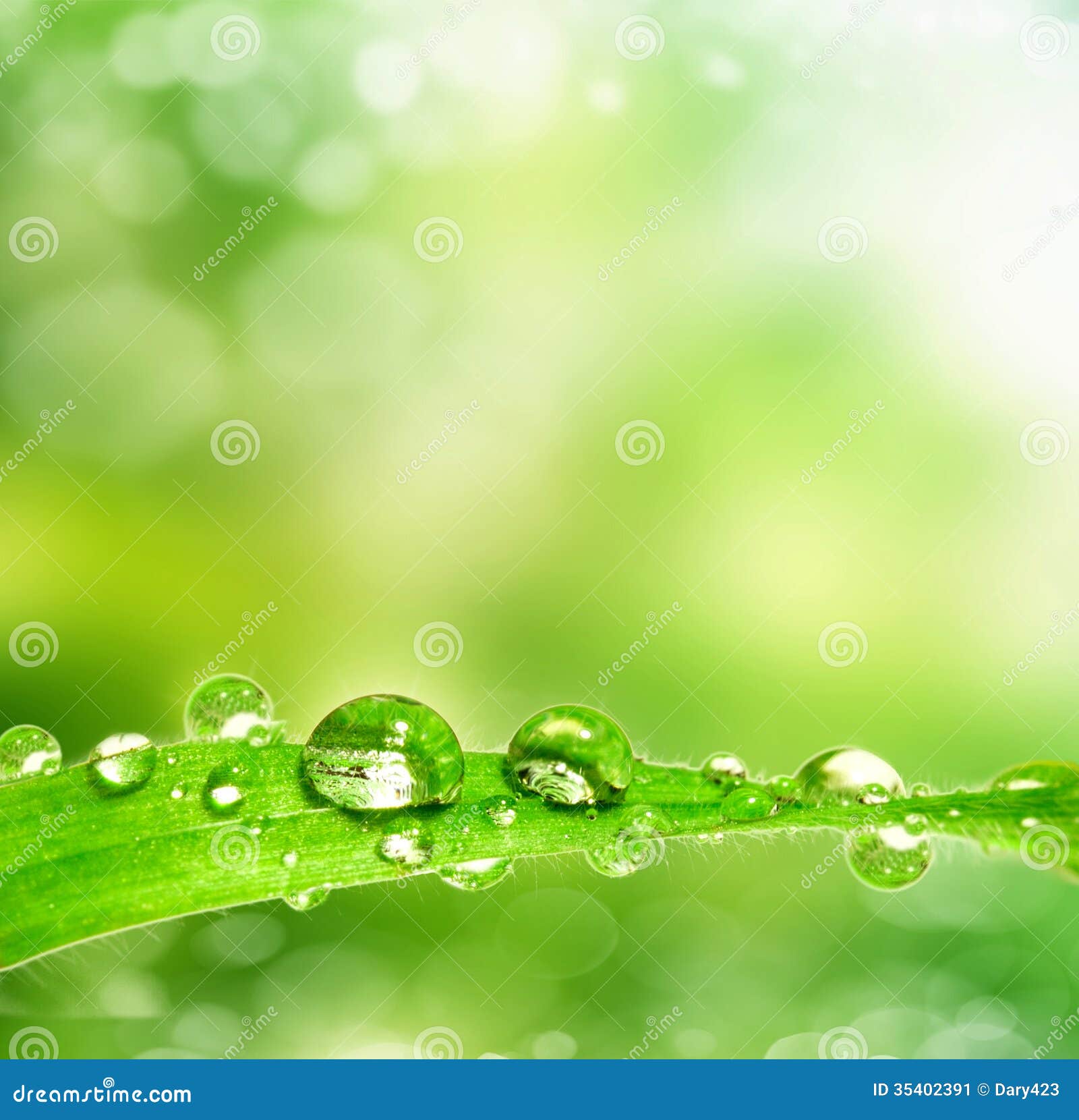 Dew drop on a leaf stock image. Image of purity, season - 35402391