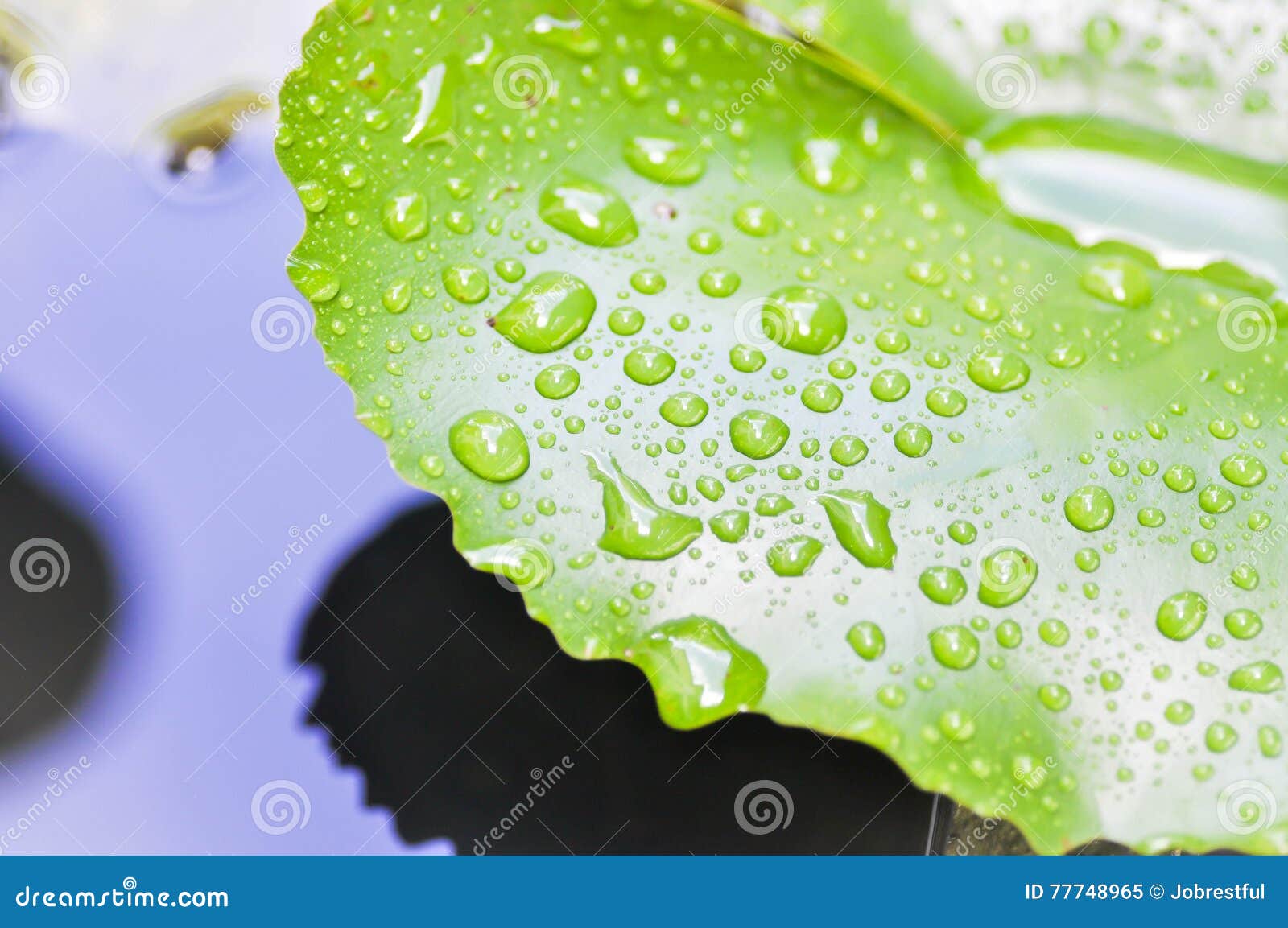 Dew drop on lotus leaf stock image. Image of lake, lotus - 77748965