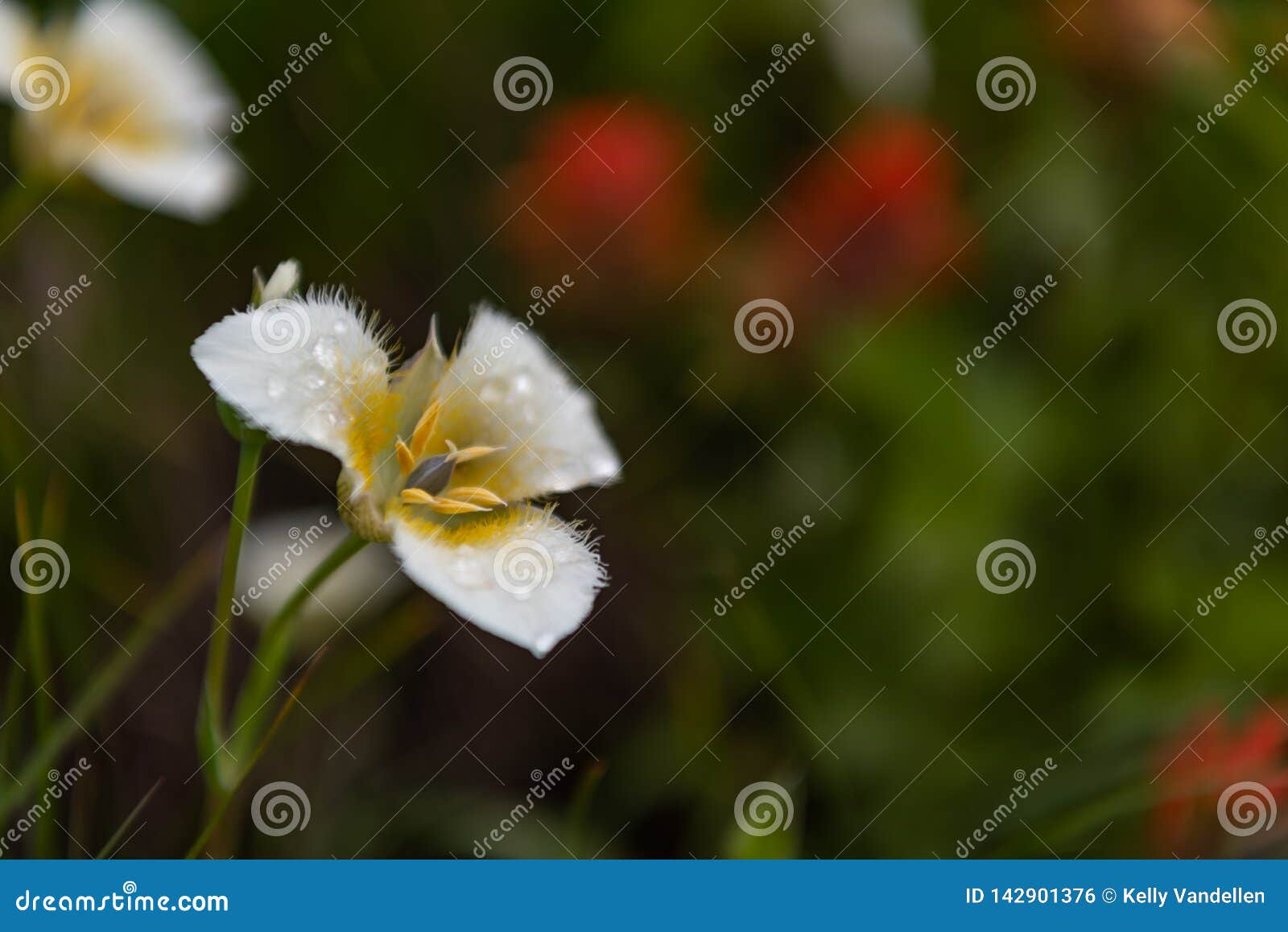 Dew Drop on a Pointed Mariposa Lily Stock Photo - Image of mariposa ...