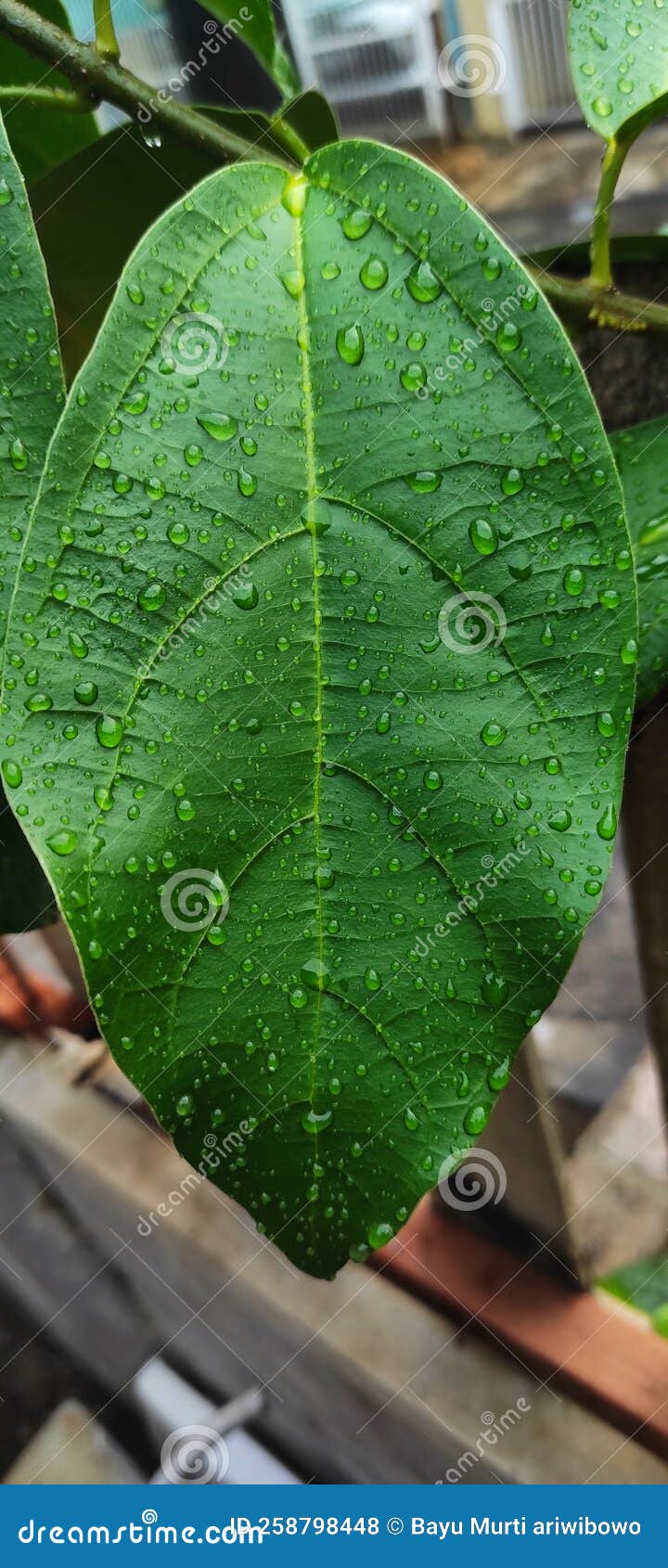 The Dew Drop or Rain Drop in the Fresh Leaves, Stock Photo - Image of ...