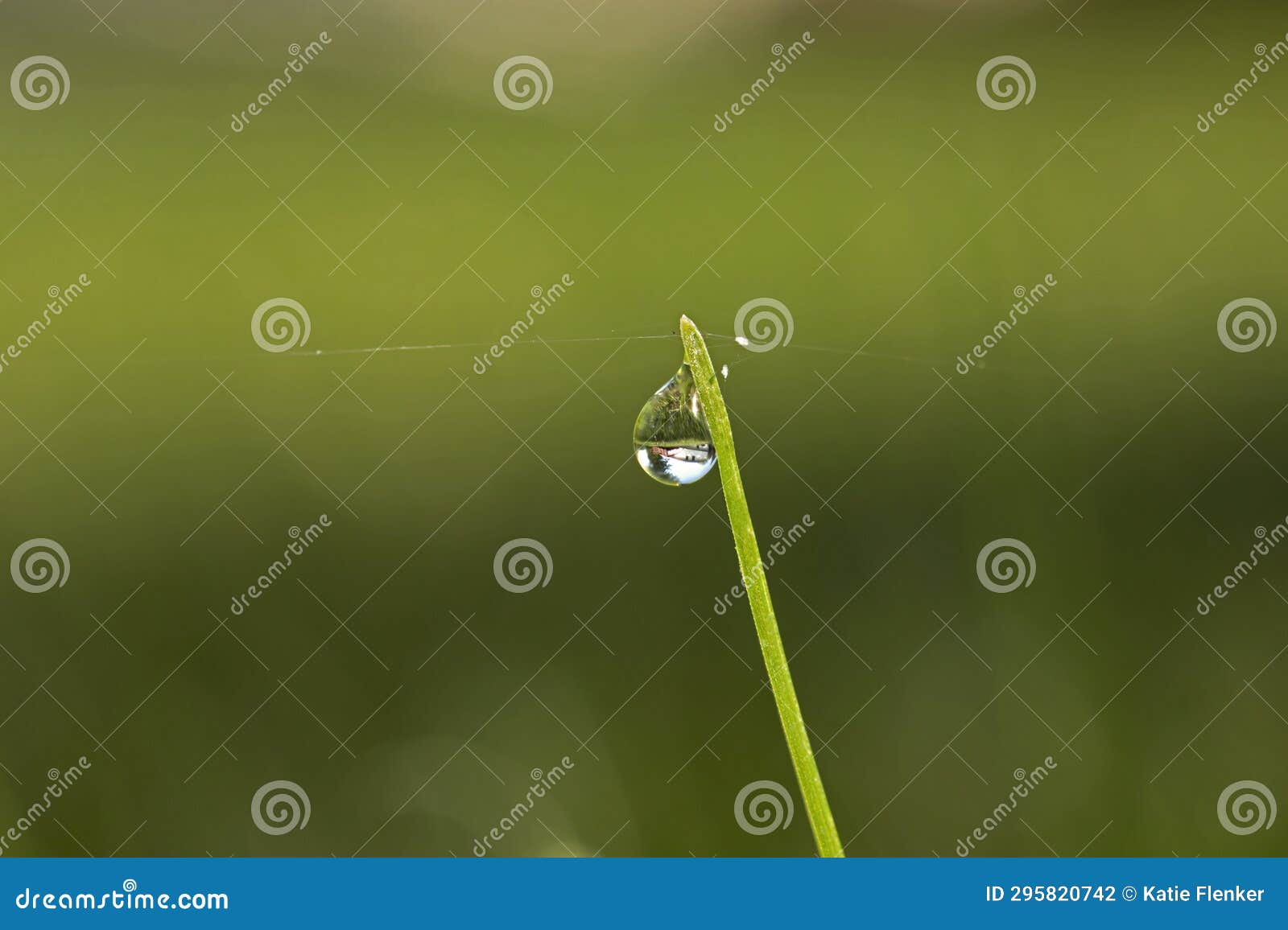 Dew Drop with Reflection on a Blade of Grass. Stock Photo - Image of ...