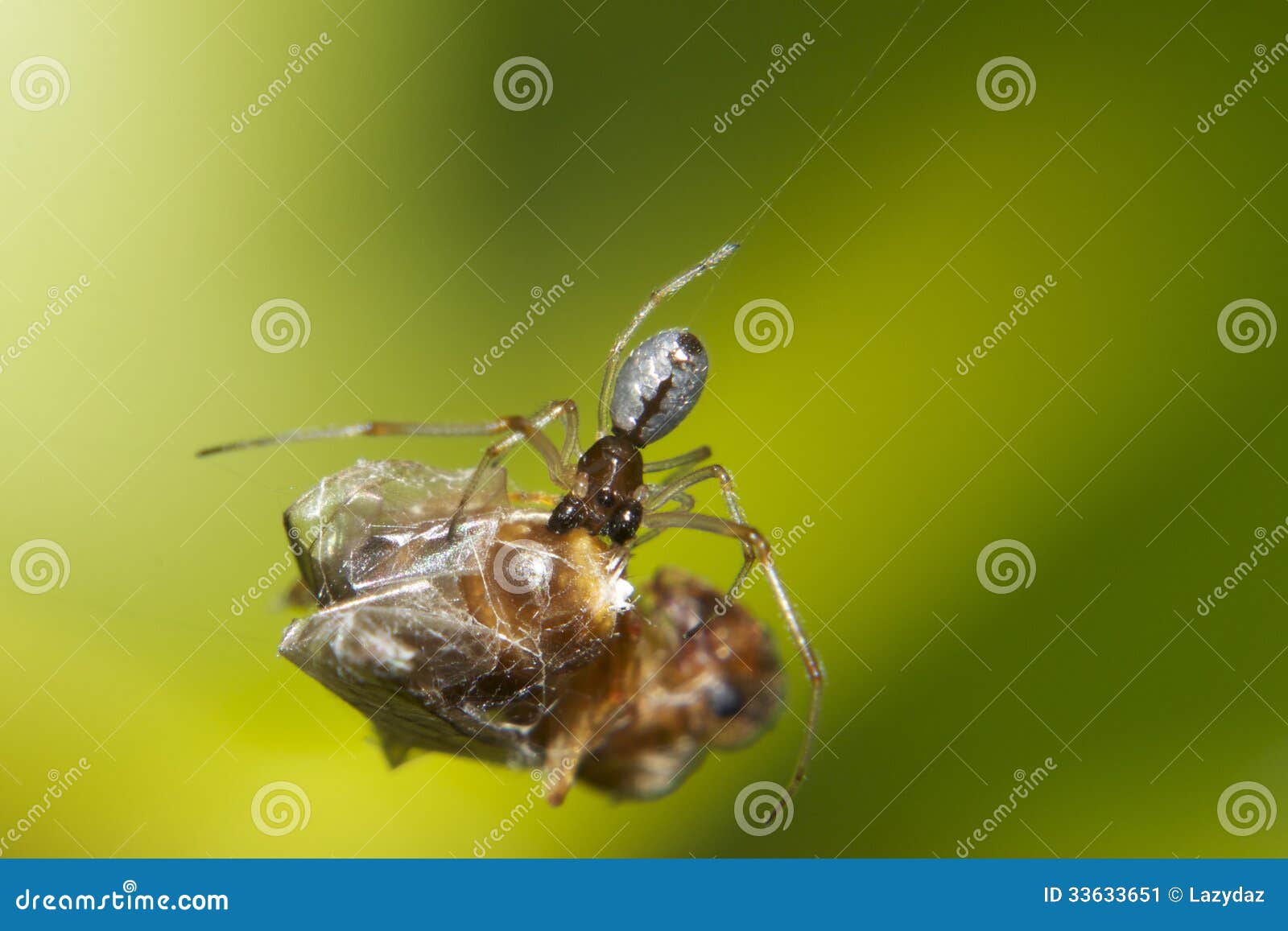 Dew Drop Spider (Argyrodes Antipodianus) Stock Image - Image of ...